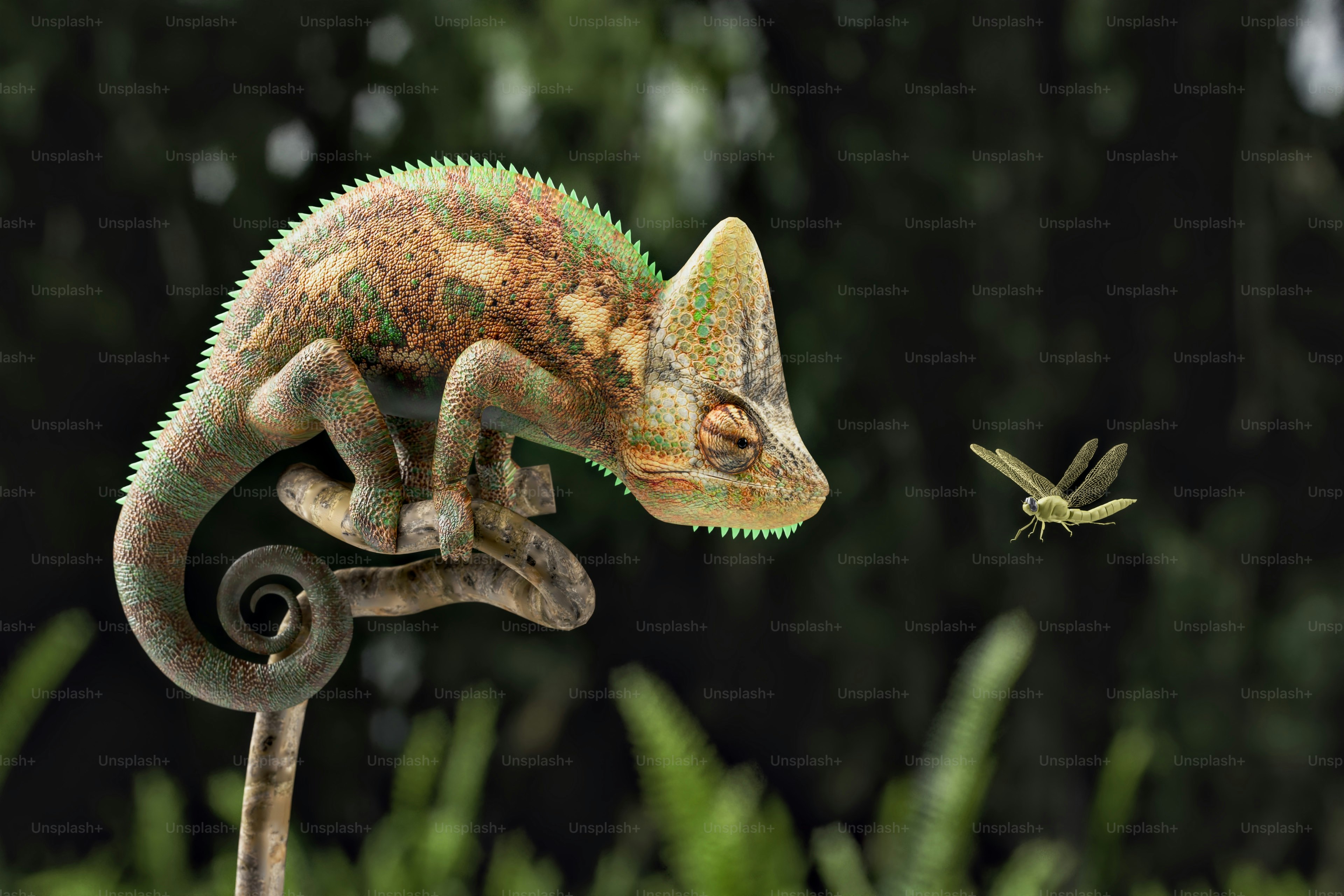 A chamelon and a small insect in a field photo – Animal Image on Unsplash