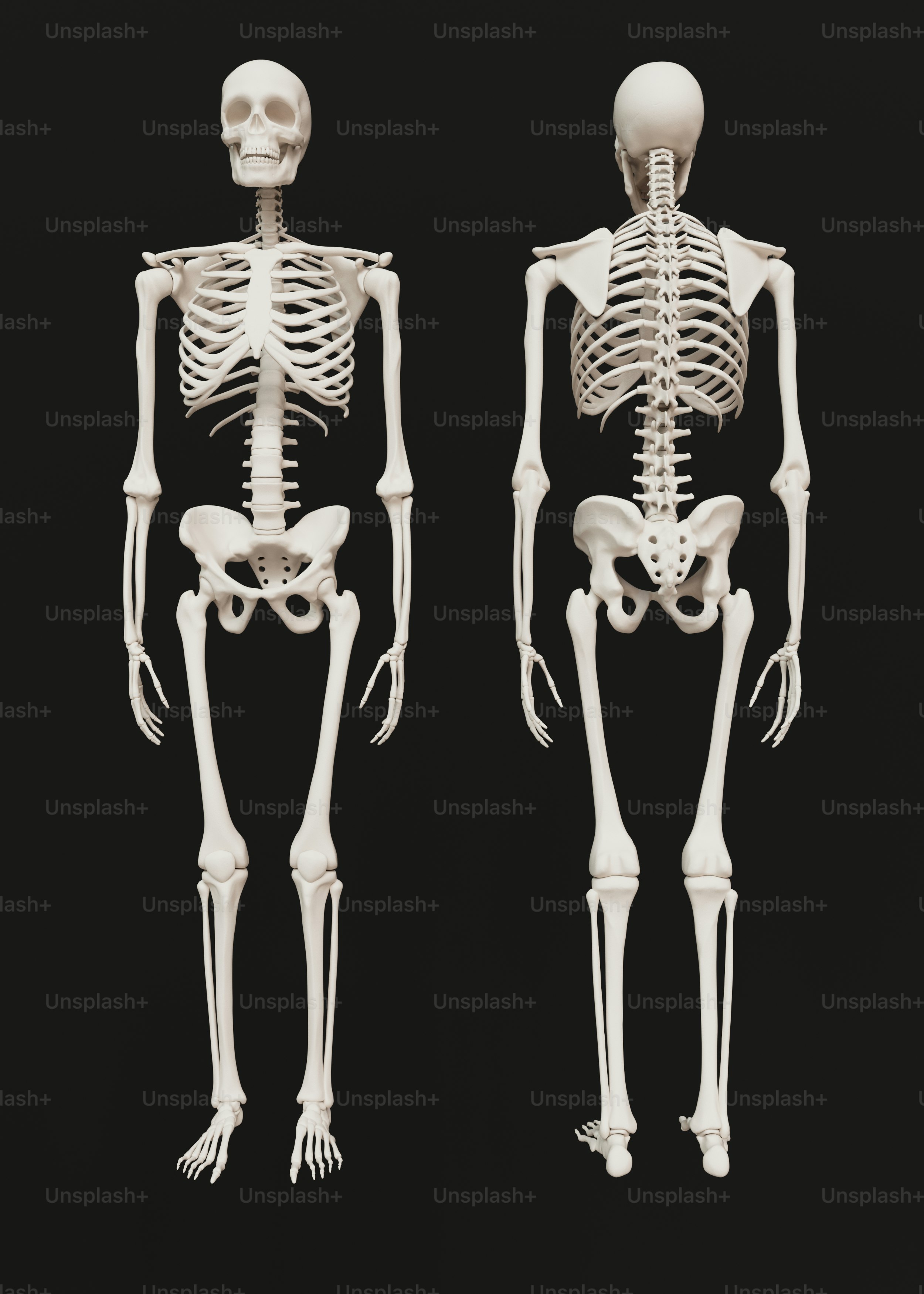 A 3D model of a human skeleton on a black background photo – Human ...