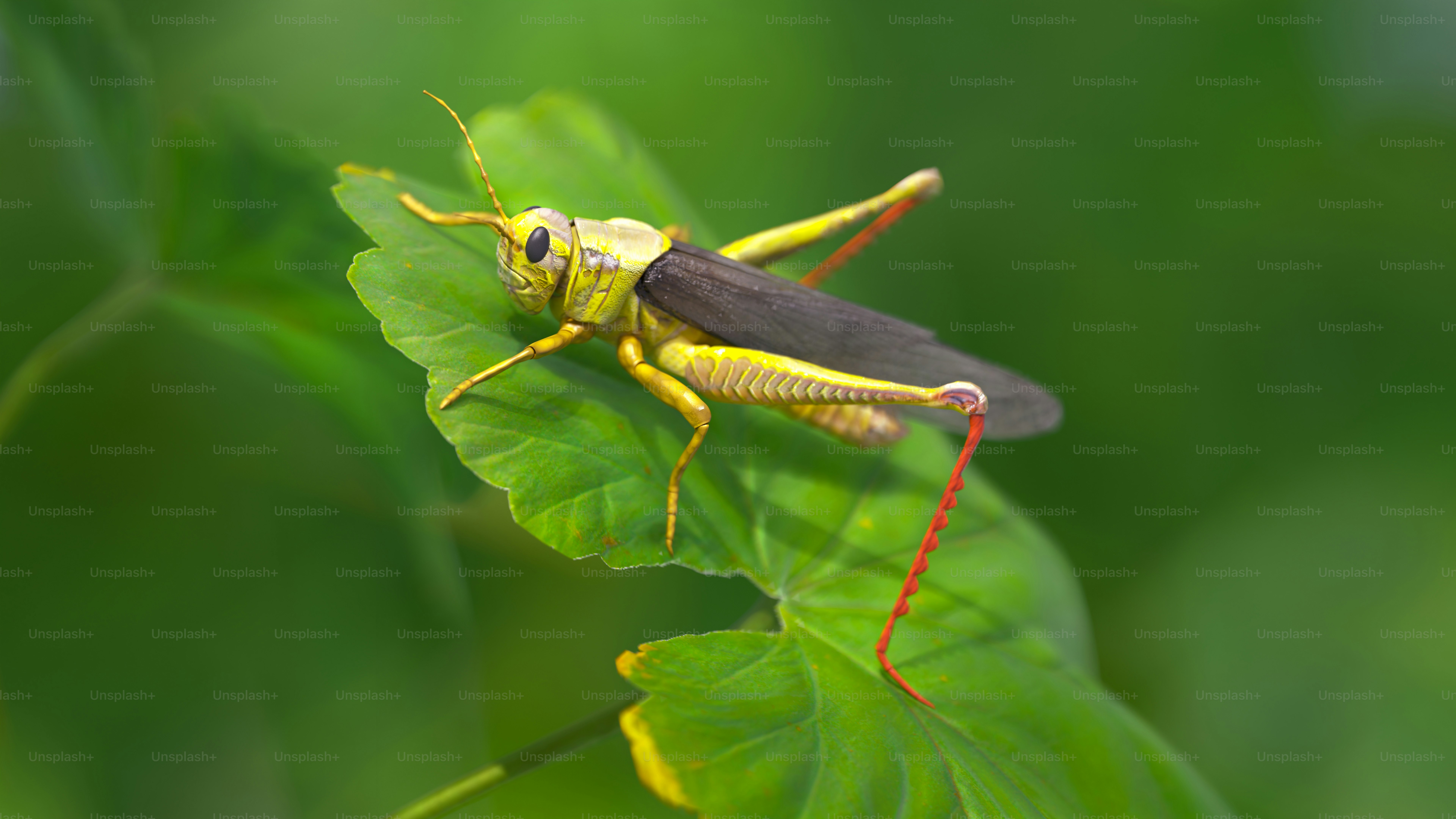 A close up of a bug on a leaf photo – Digital image Image on Unsplash