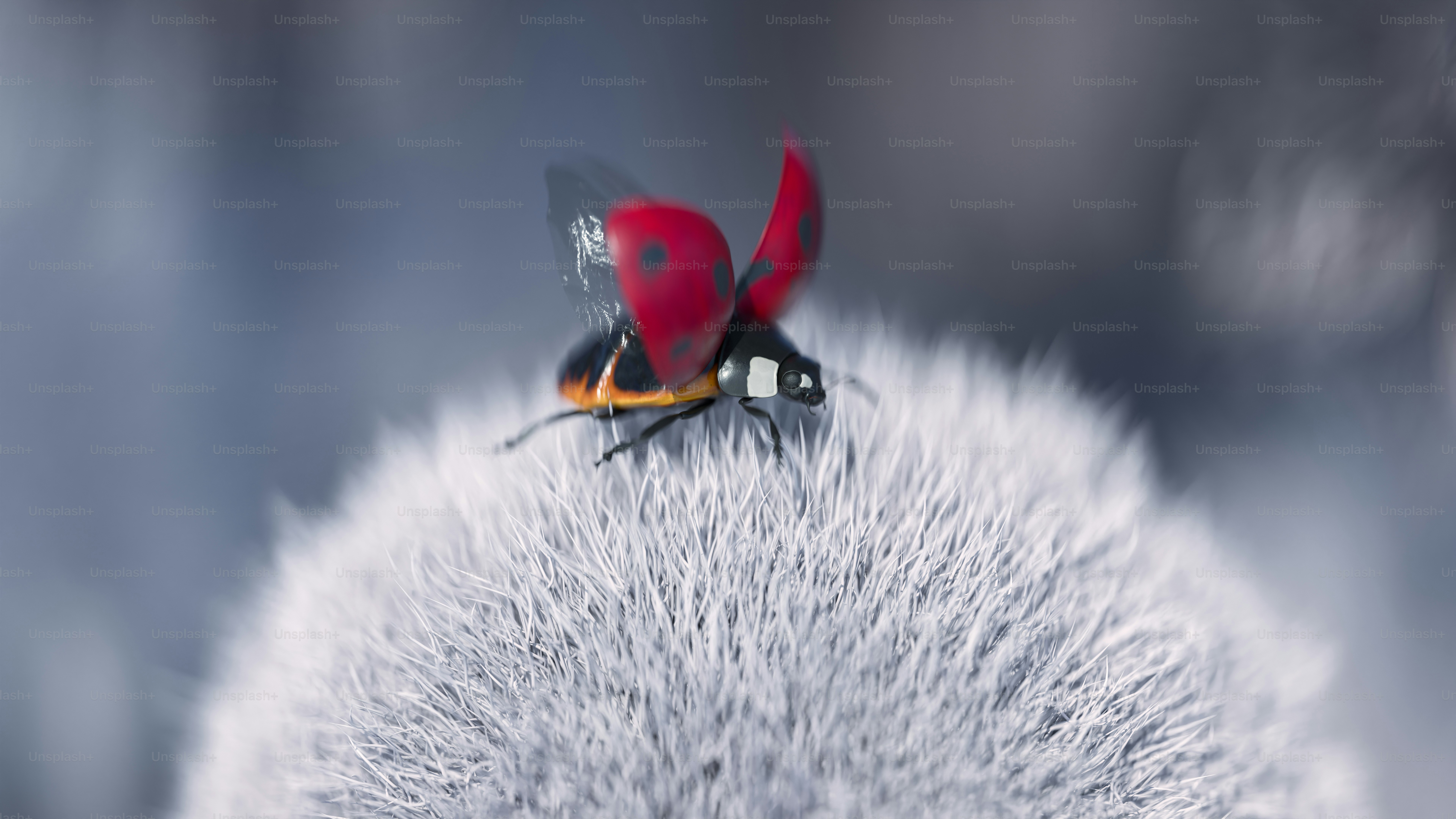 A small red bird sitting on top of a dandelion photo – Digital image ...
