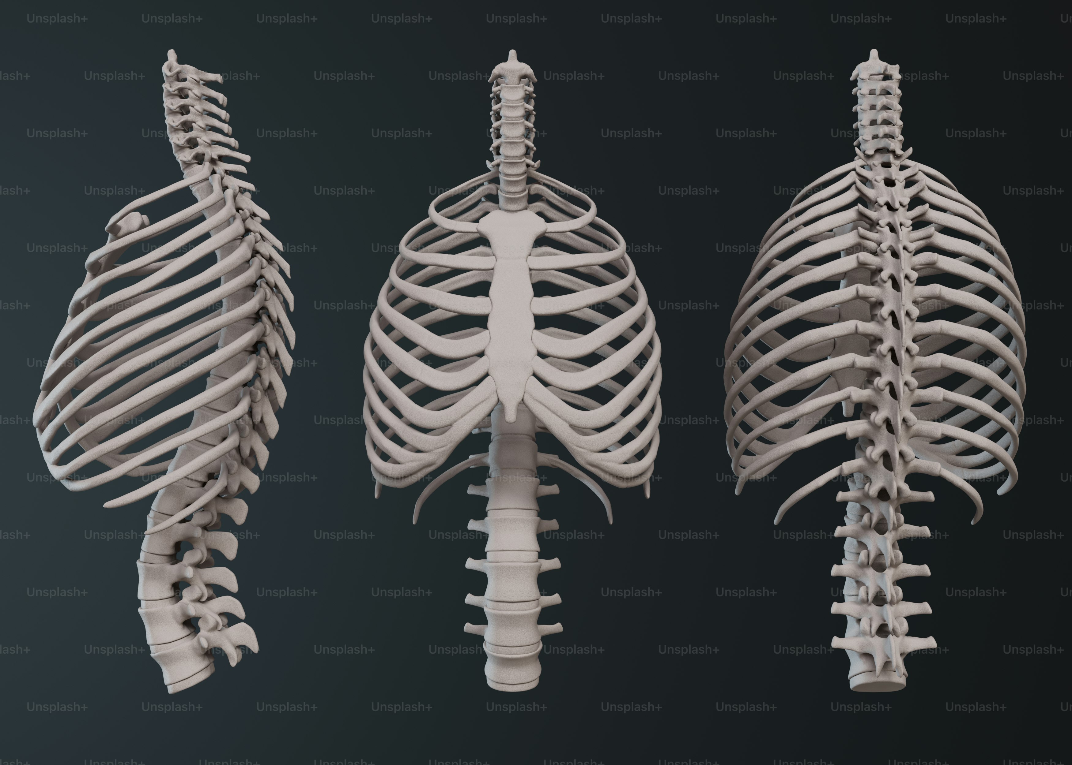 A computer generated image of a human skeleton photo – Backbone Image ...