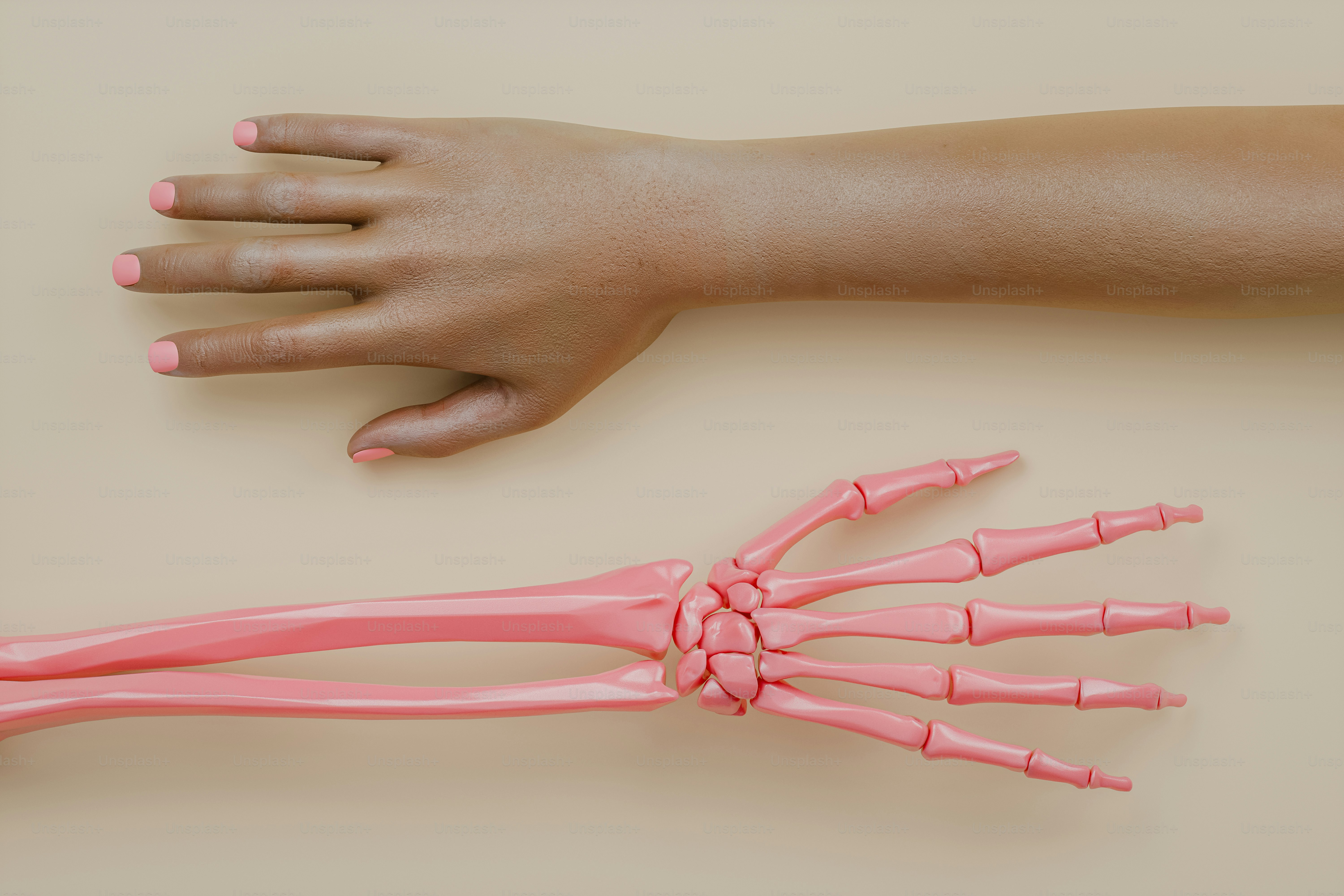 A person's hand next to a skeleton model photo – Skeleton Image on Unsplash