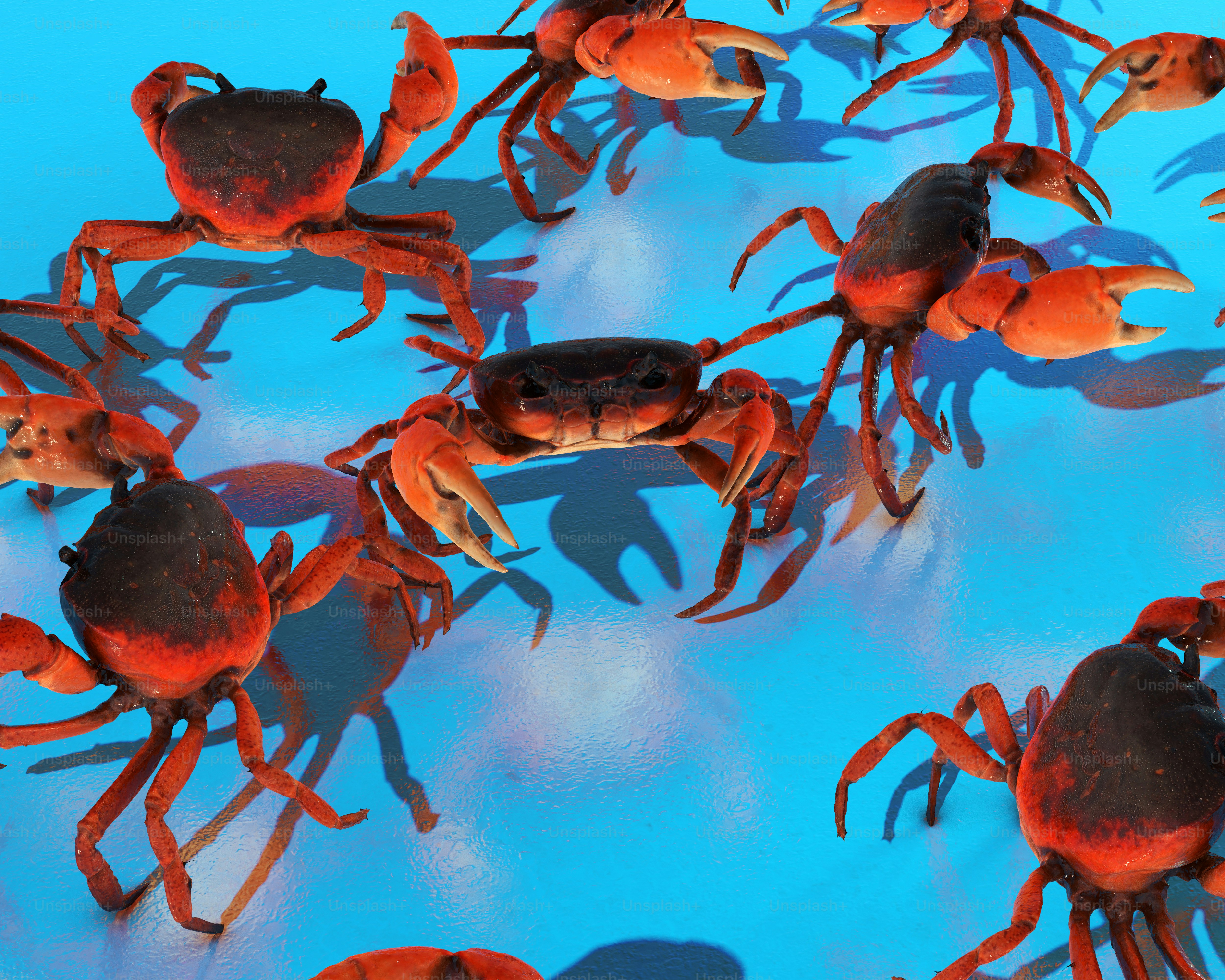 A group of crabs on a blue background photo – Nature Image on Unsplash