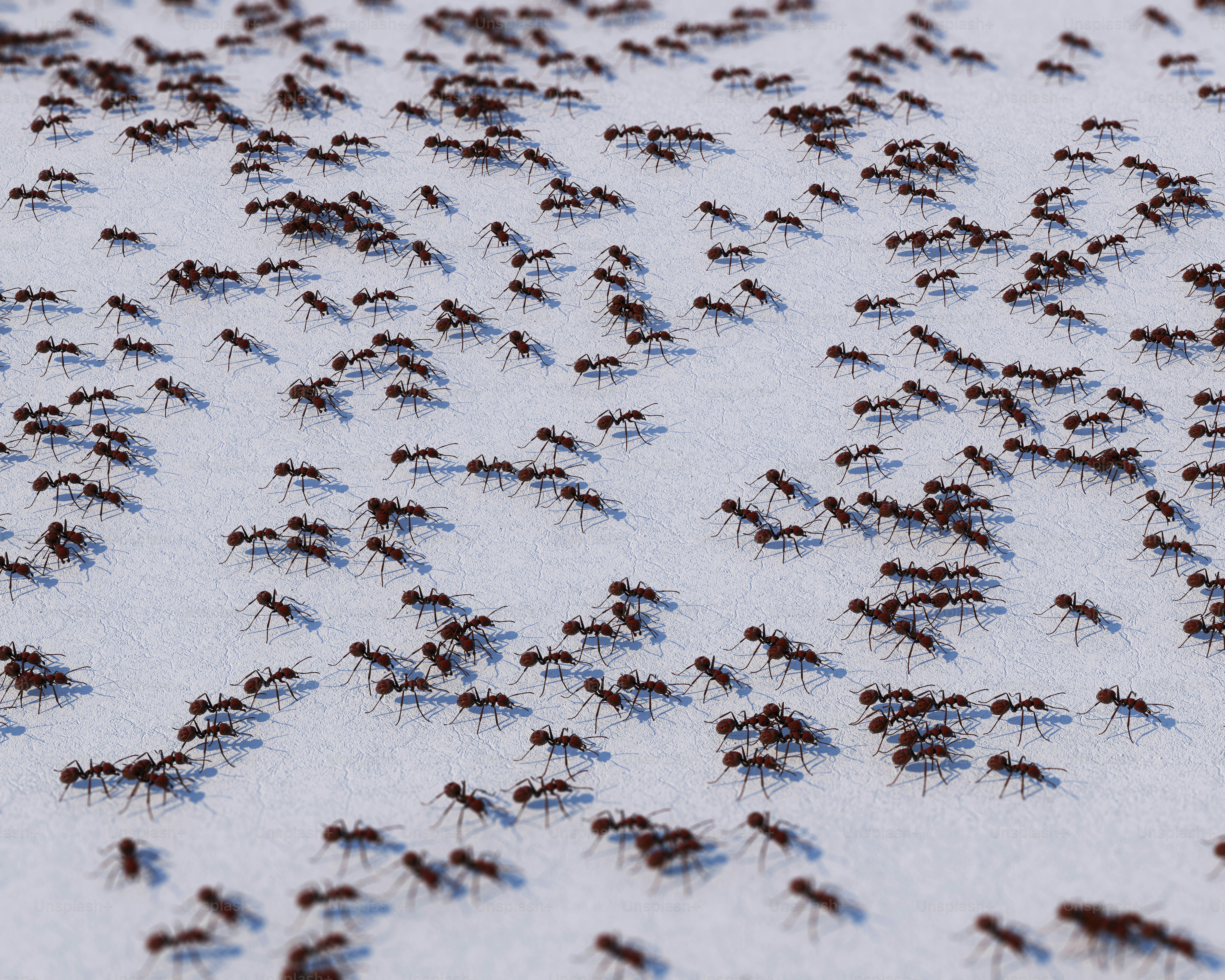 A lot of small brown bugs on a white surface photo – Digital image ...