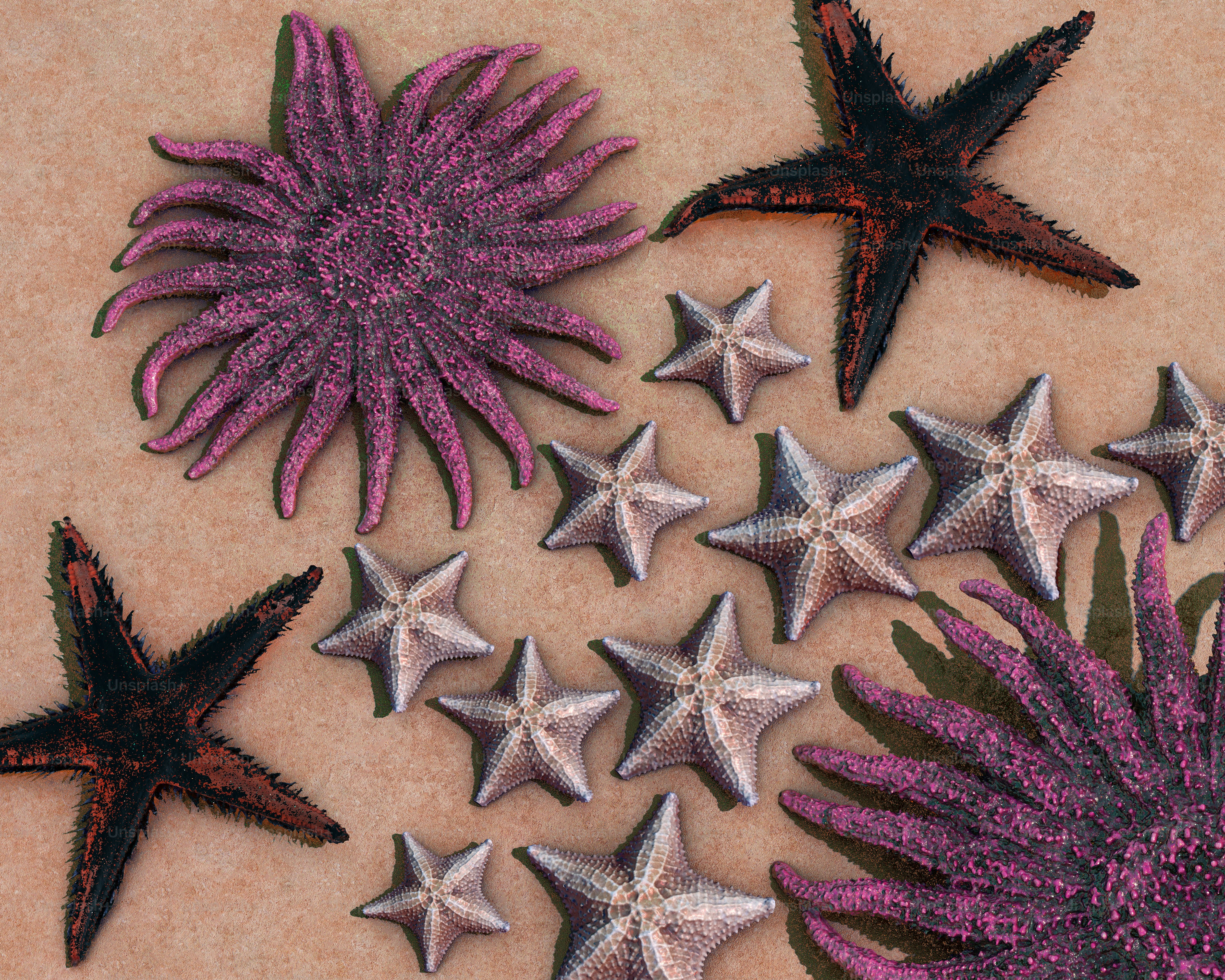 A bunch of stars that are on the ground photo – Digital image Image on ...