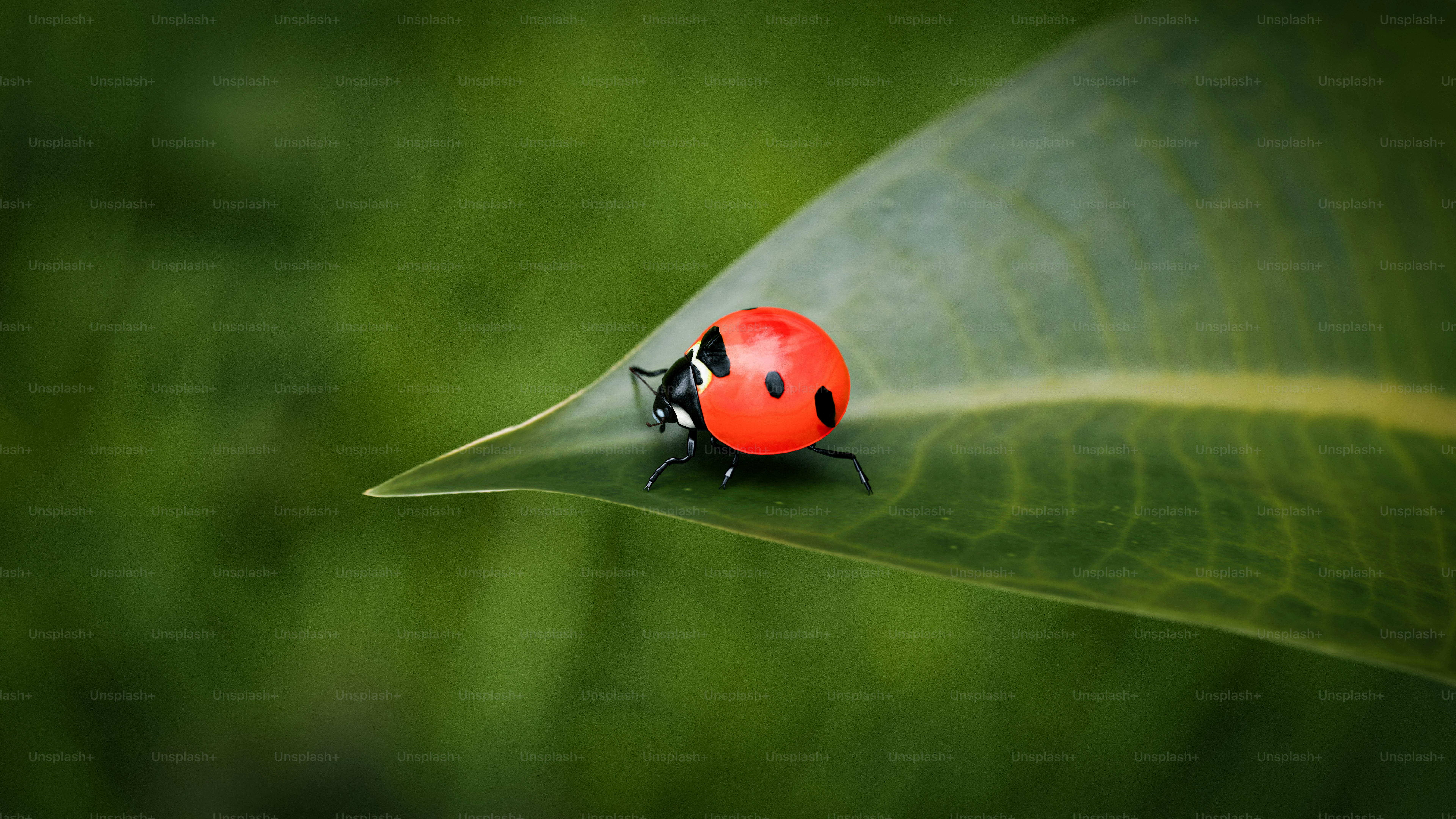 A lady bug sitting on top of a green leaf photo – Animal Image on Unsplash