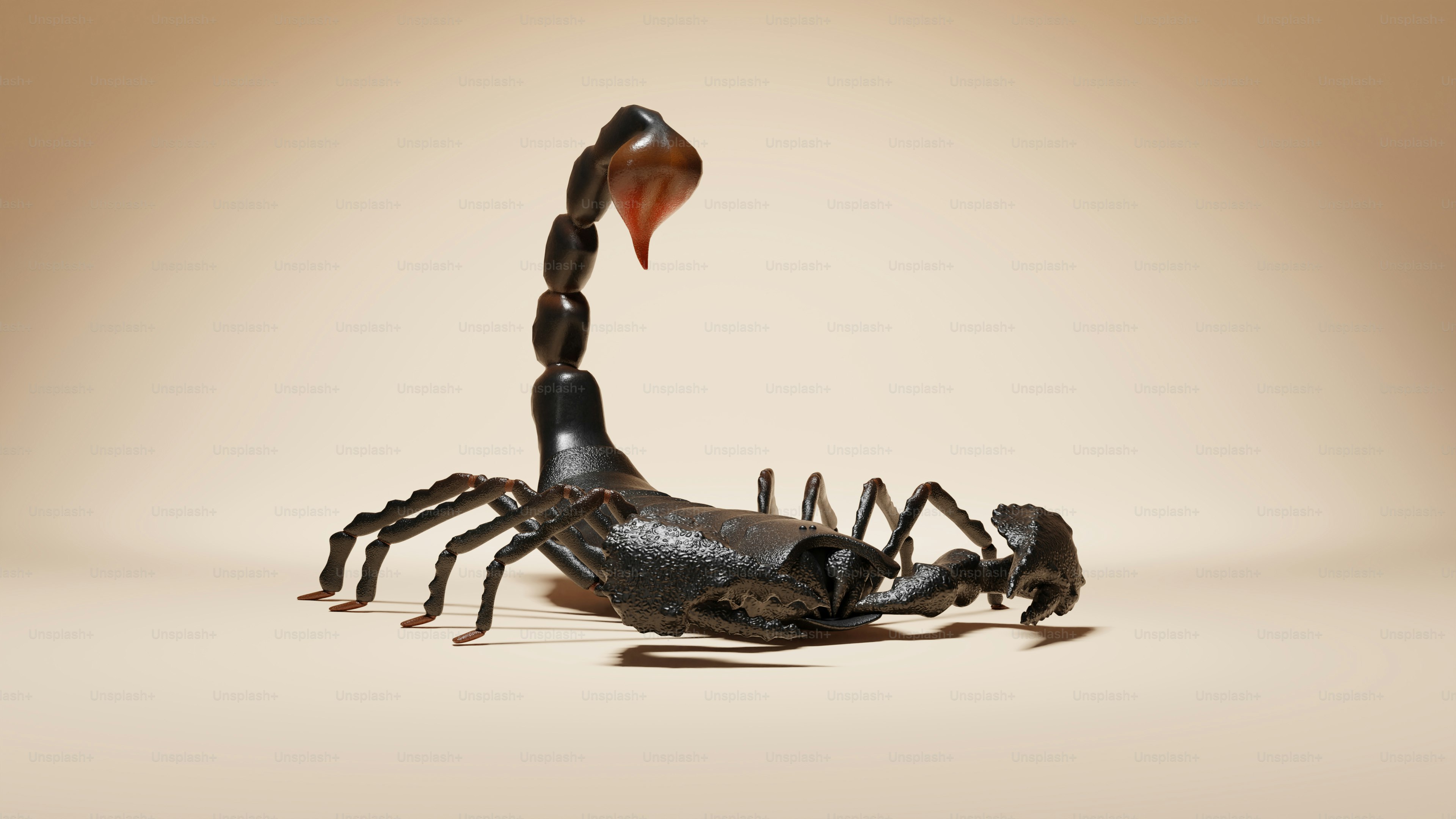 A black scorpion with long legs and claws photo – Scorpion Image on ...