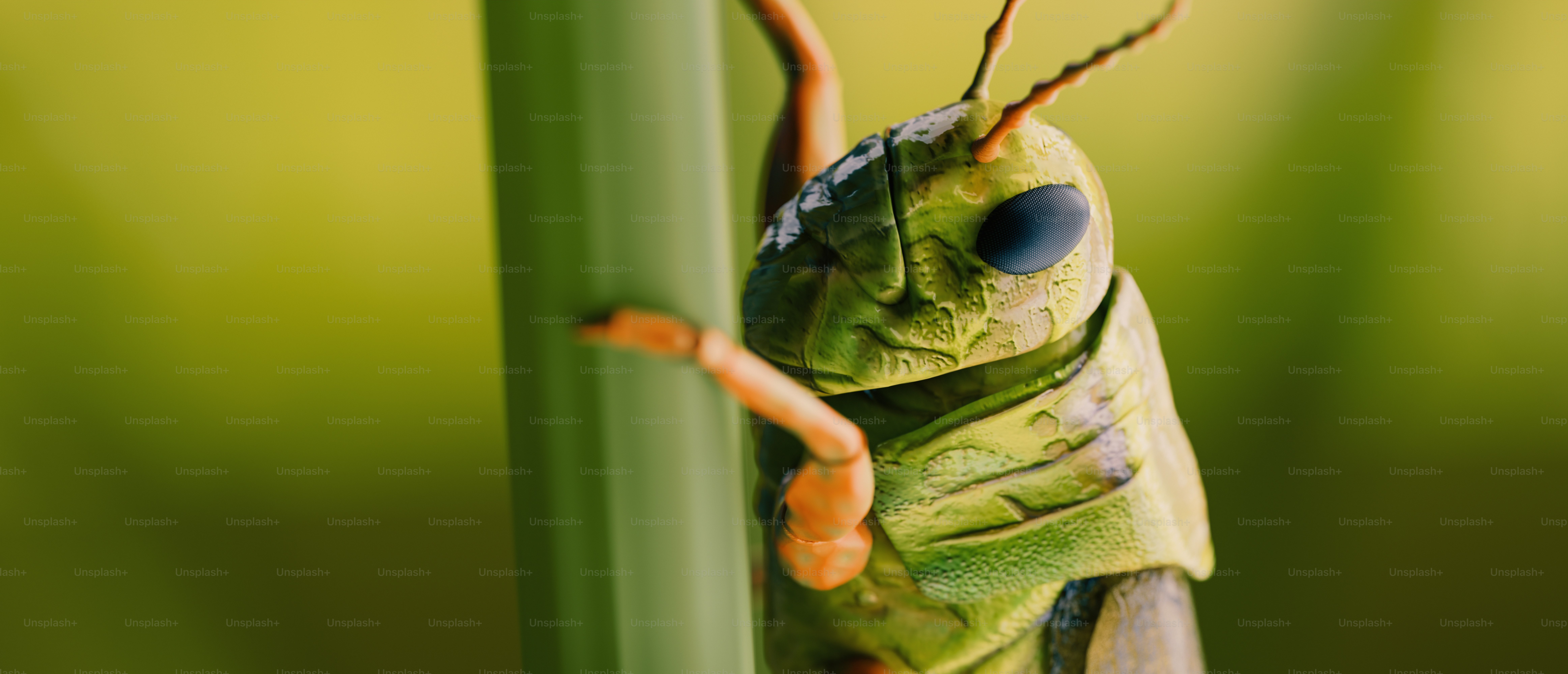 A close up of a grasshopper on a plant photo – Wildlife Image on Unsplash