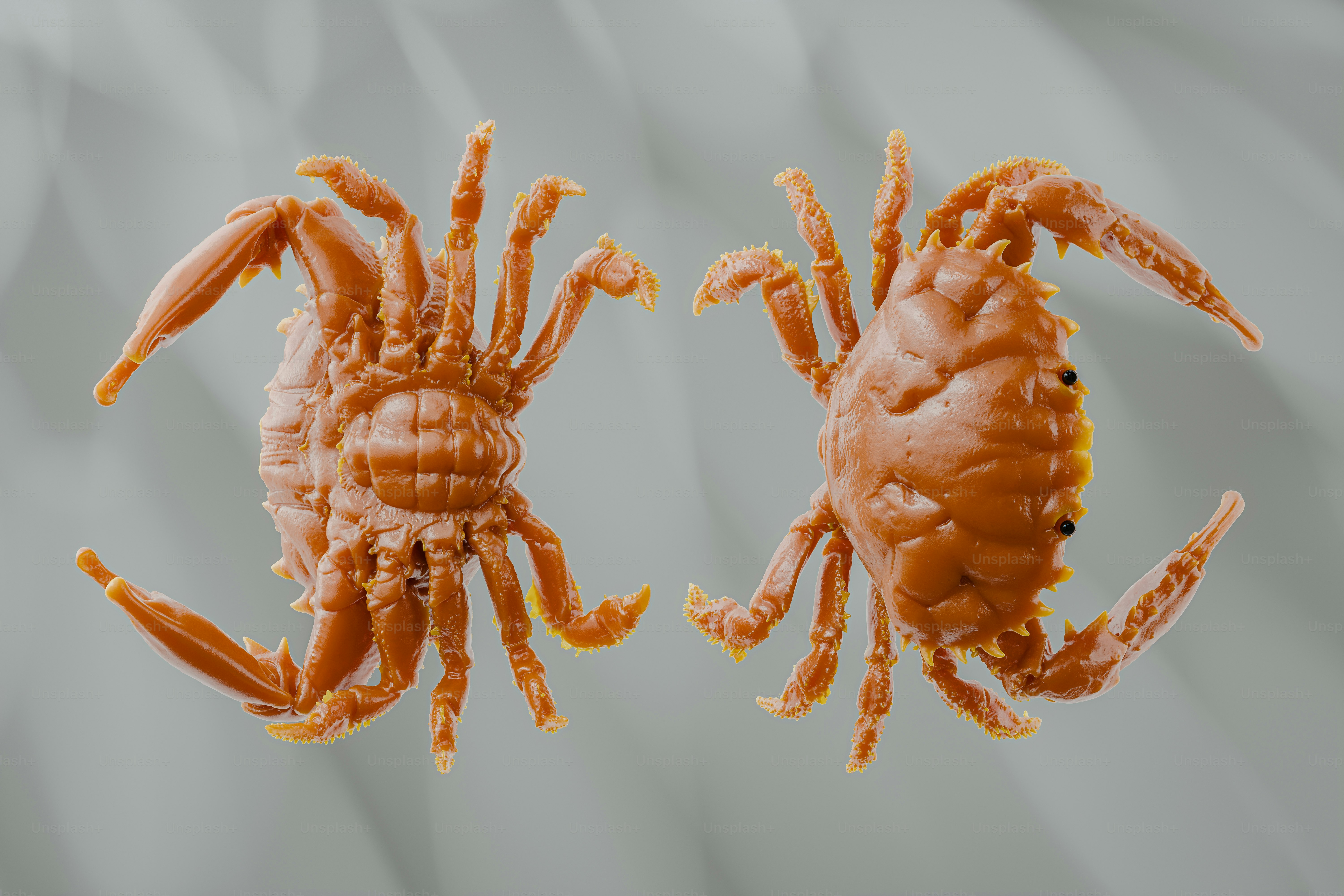 A close up of two fake crabs on a table photo – Crab Image on Unsplash