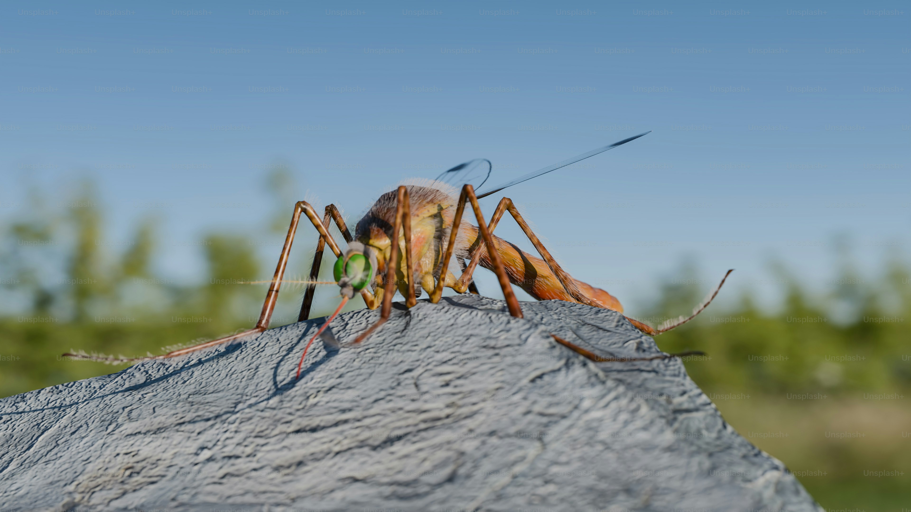 A close up of a bug on a rock photo – Animal Image on Unsplash