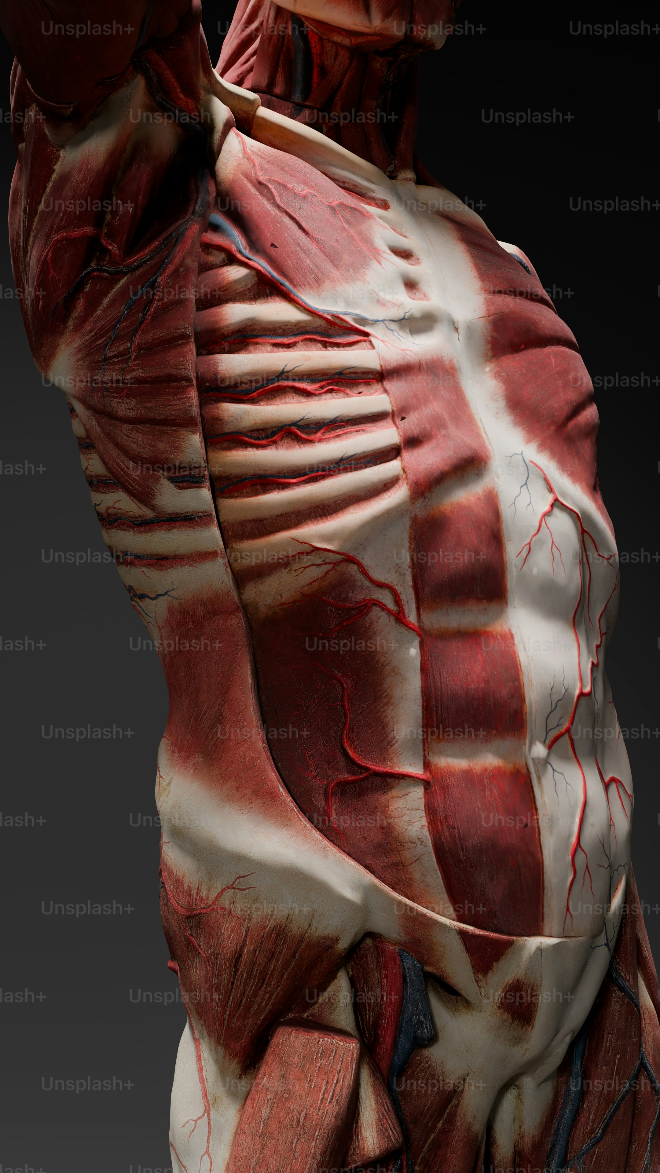 A model of a human body with muscles highlighted photo – Human Image on ...