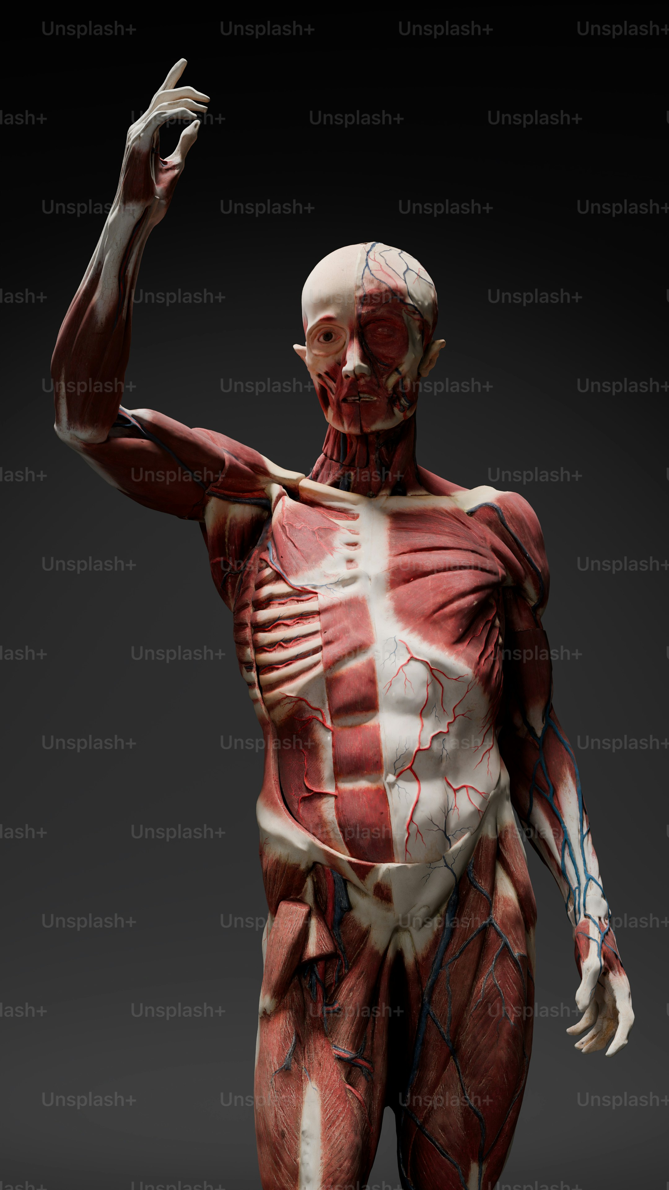 A model of a human body with muscles highlighted photo – Muscle Image ...