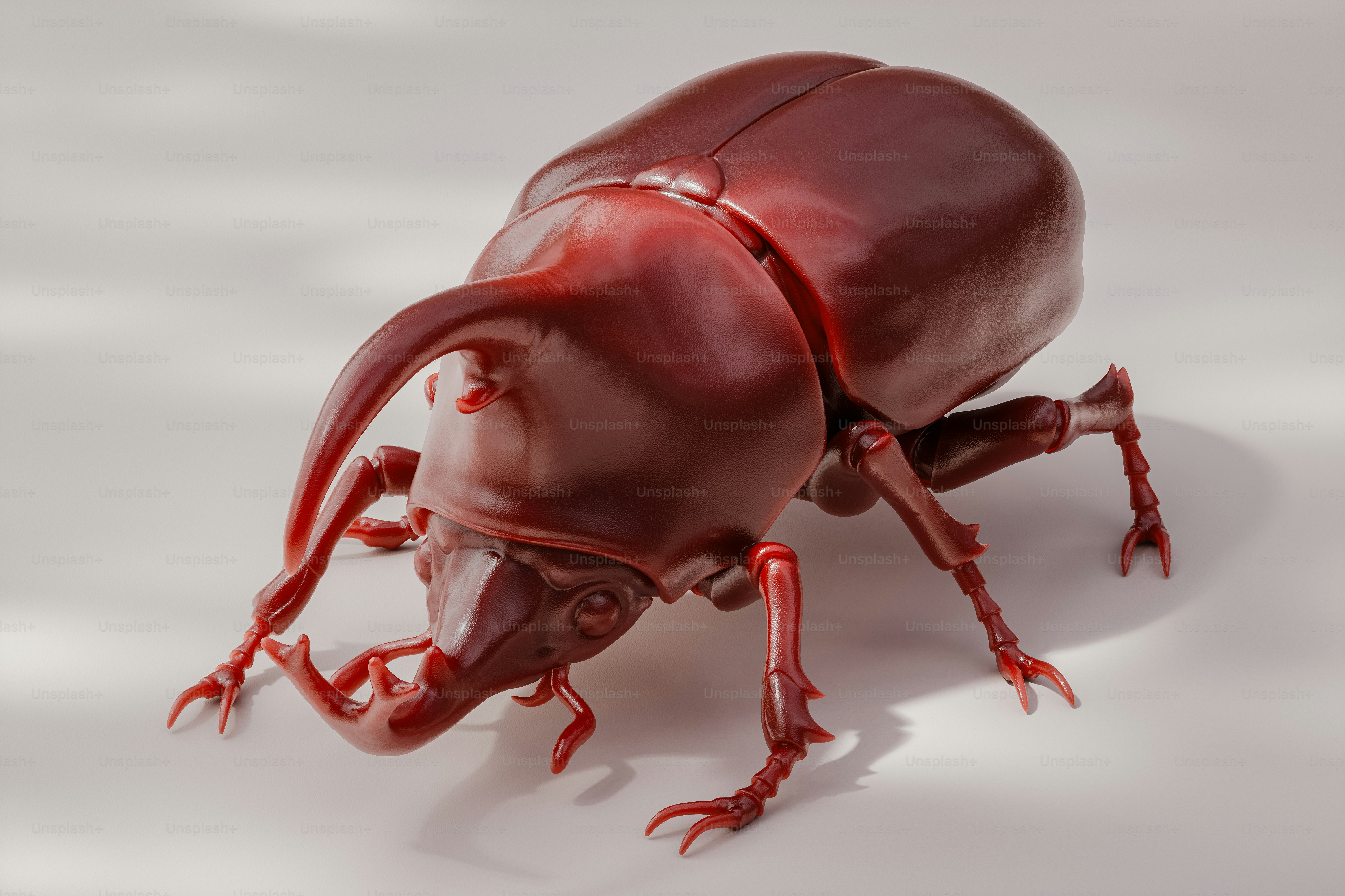 A close up of a red bug on a white surface photo – Insects Image on ...