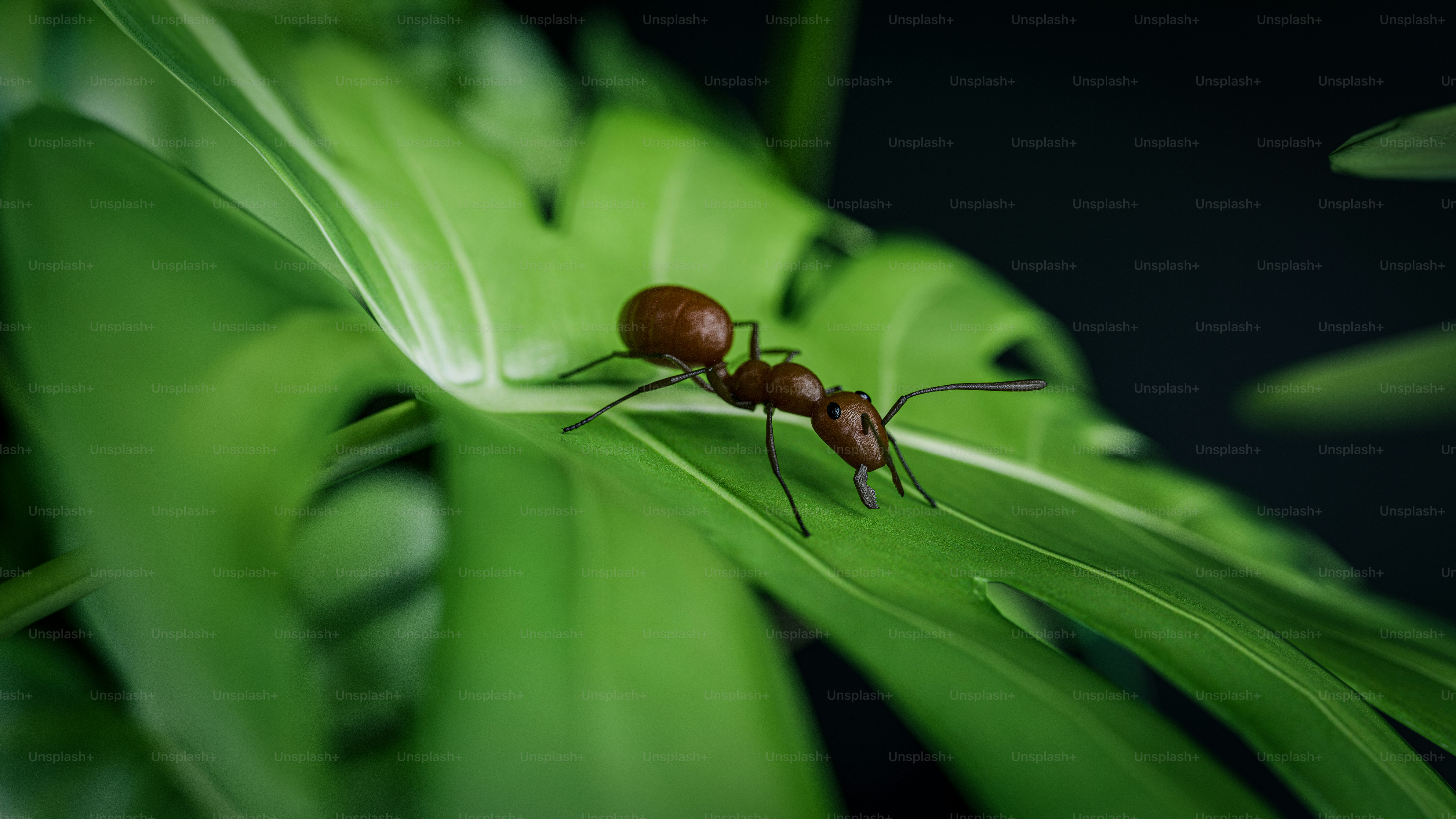 A red ant standing on top of a green leaf photo – Digital image Image ...