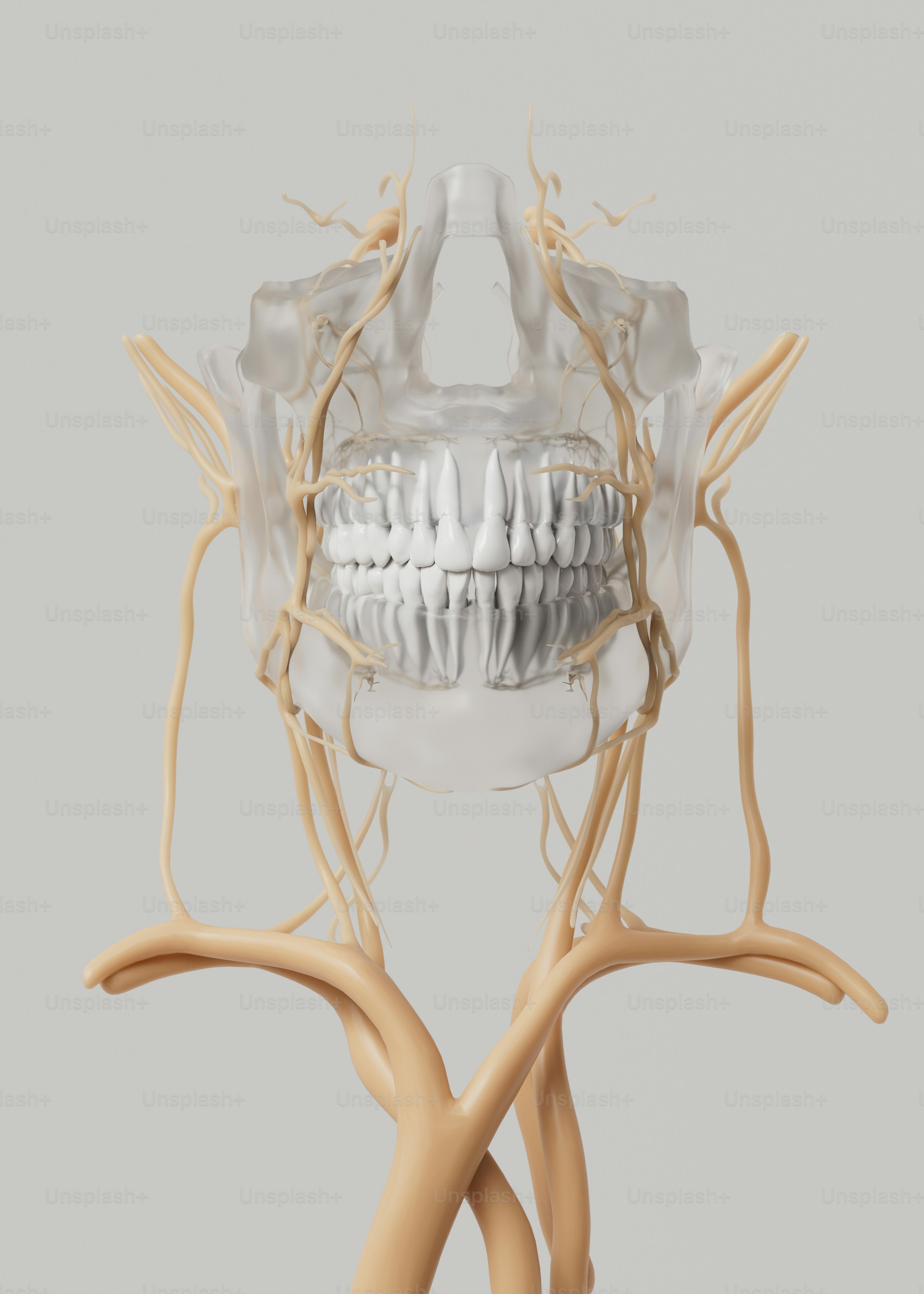 A model of a human head and neck photo – Teeth Image on Unsplash