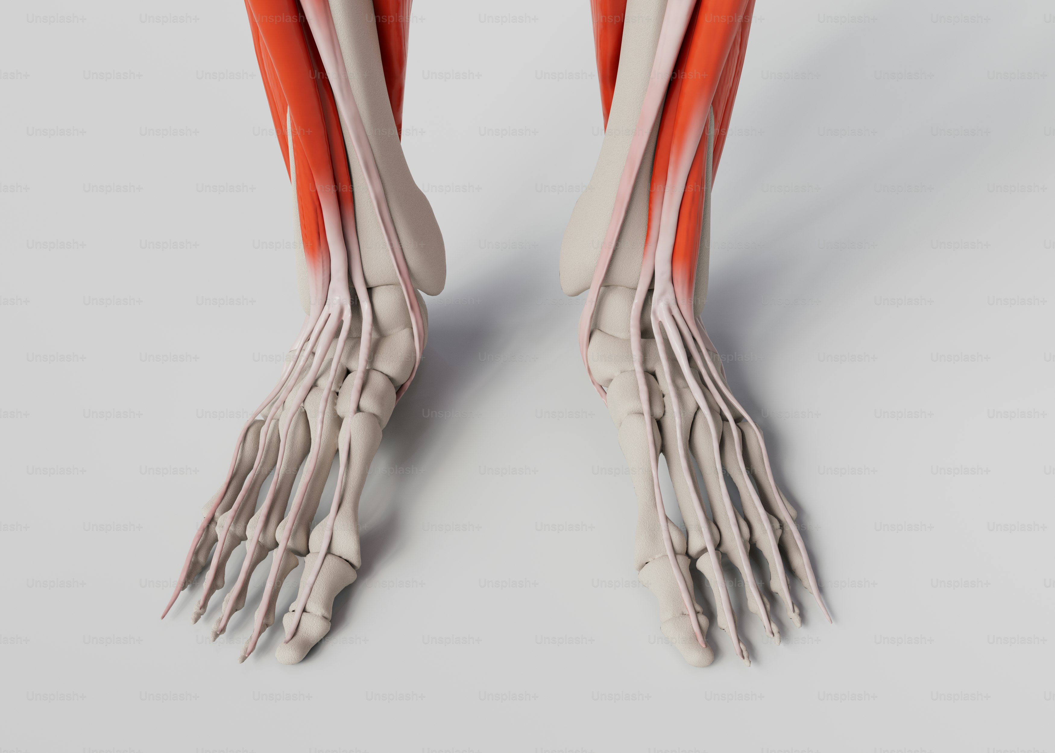 The muscles of a human being displayed in a 3D image photo – Human ...
