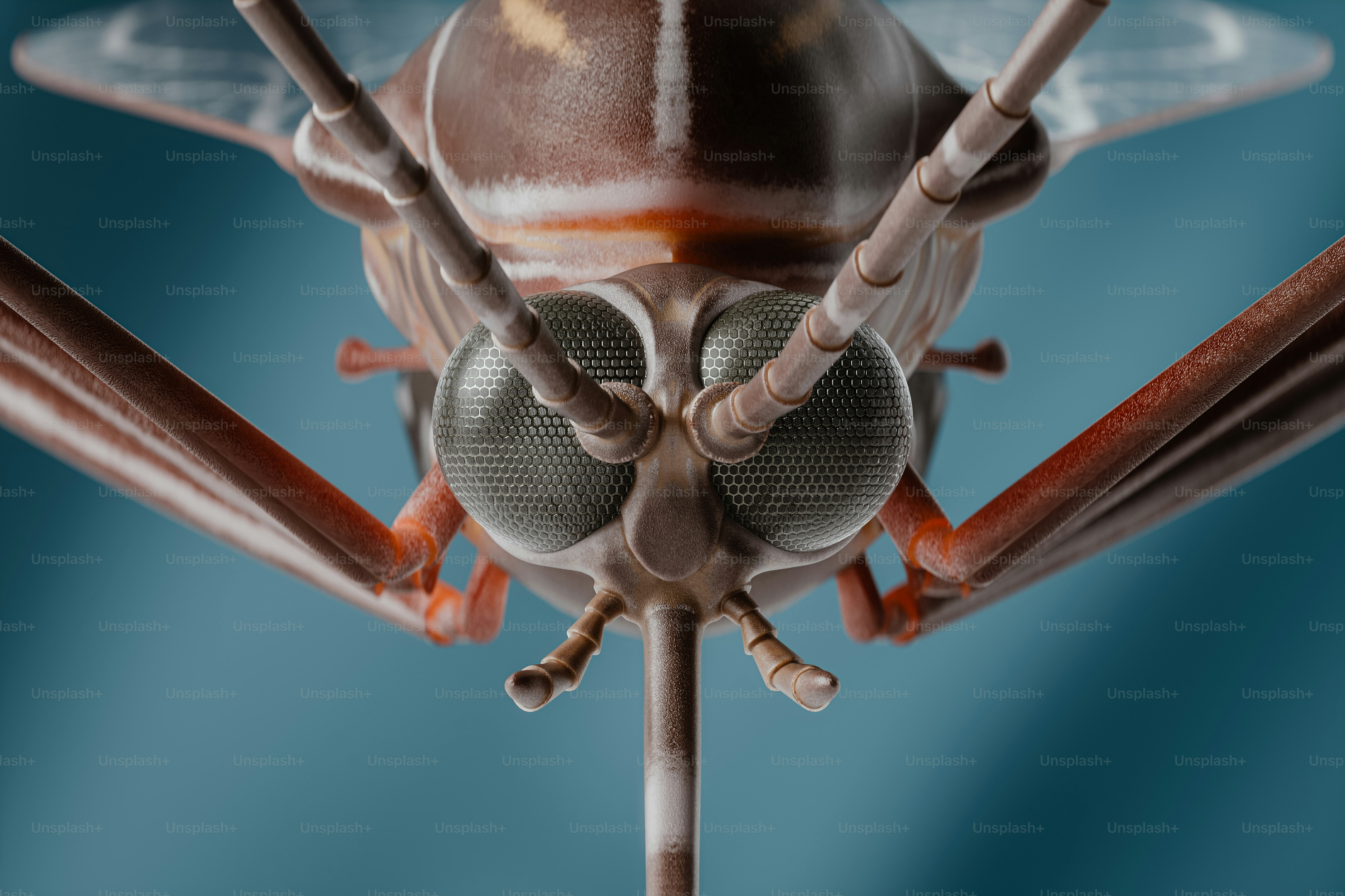 A close up of a fly insect on a blue background photo – Art Image on ...