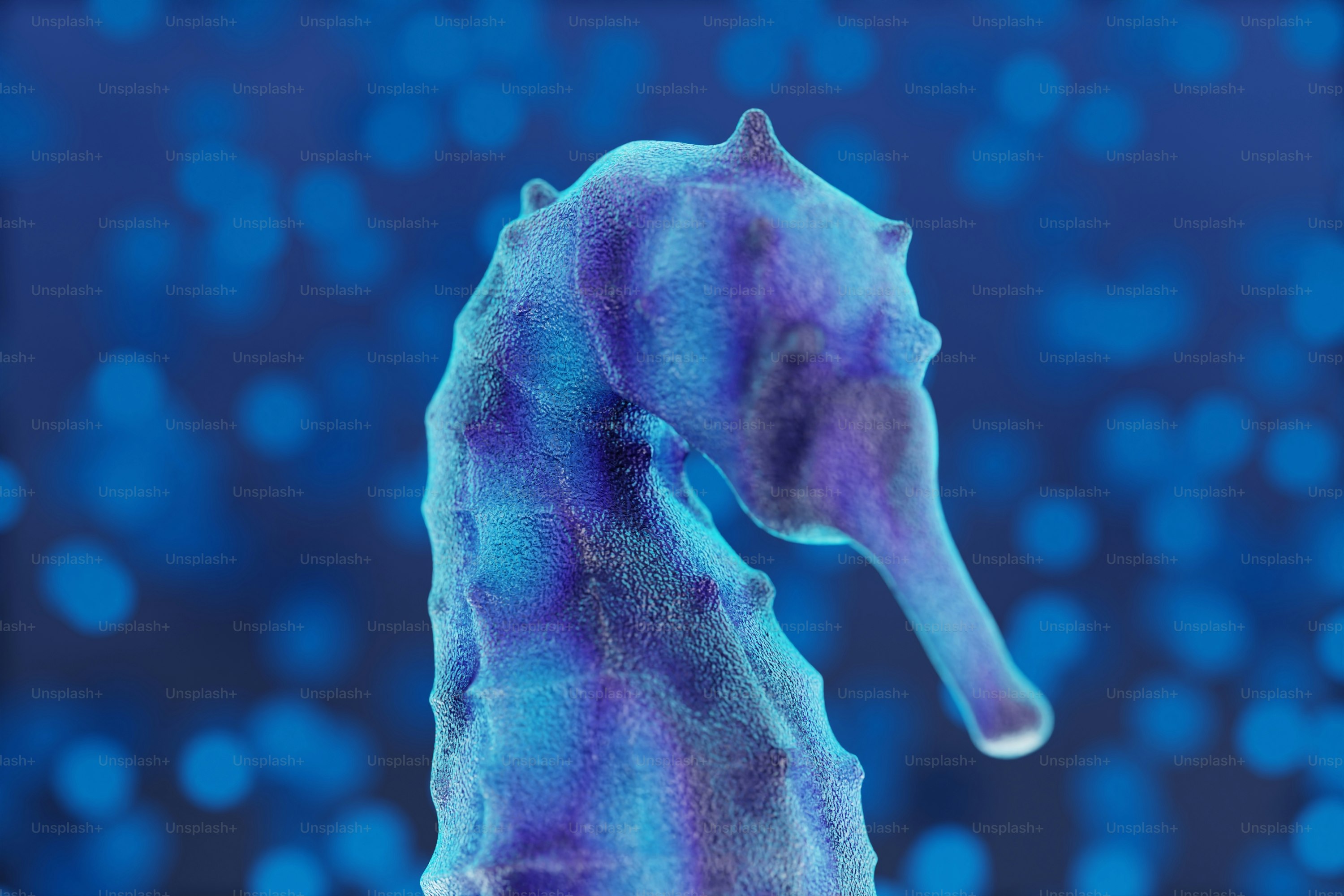 A blue and purple sea horse standing on its hind legs photo ...