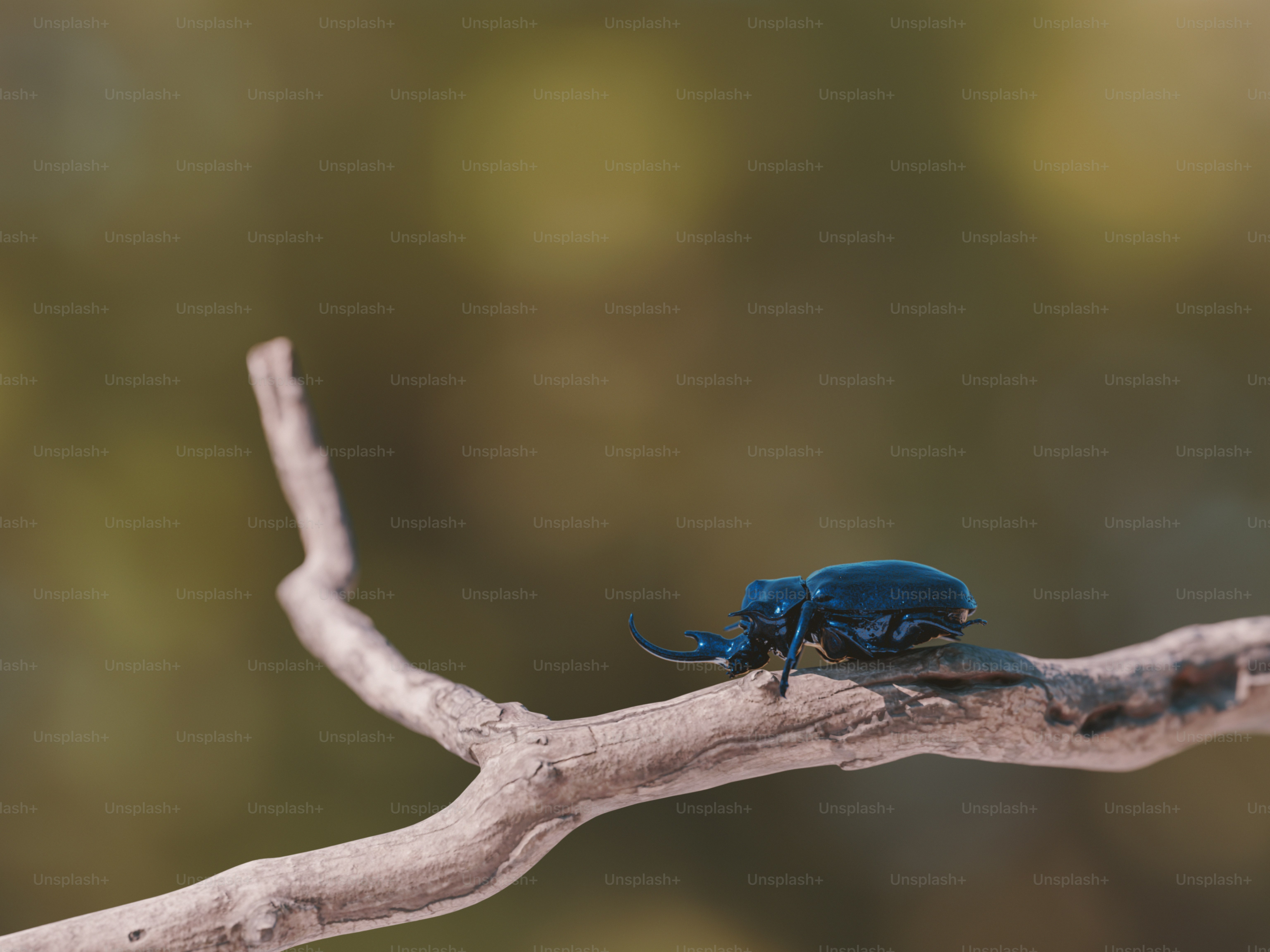 A small blue bug sitting on a tree branch photo – Rhinoceros beetle ...