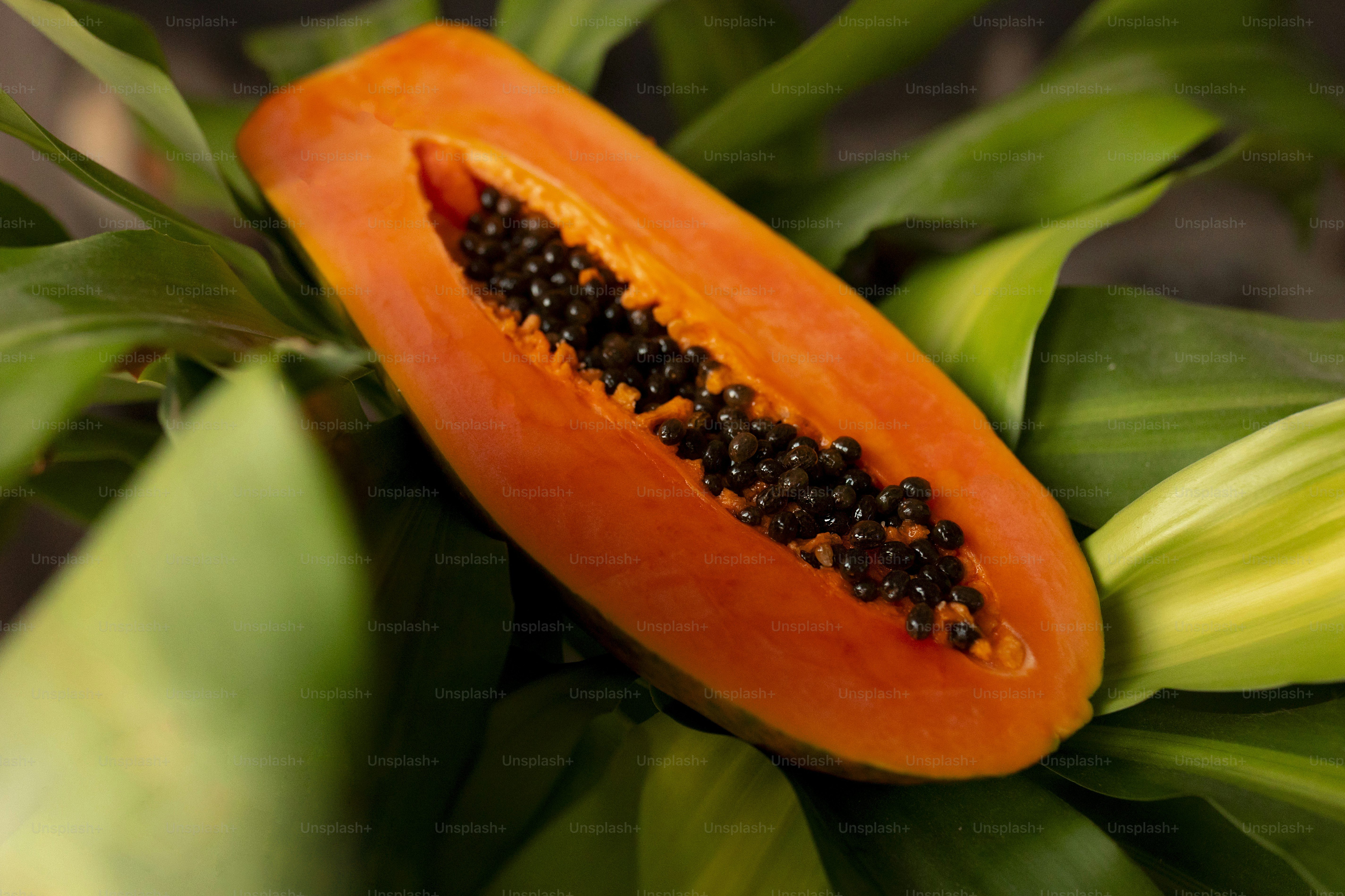 A close up of a papaya fruit on a plant photo – Papaya Image on Unsplash