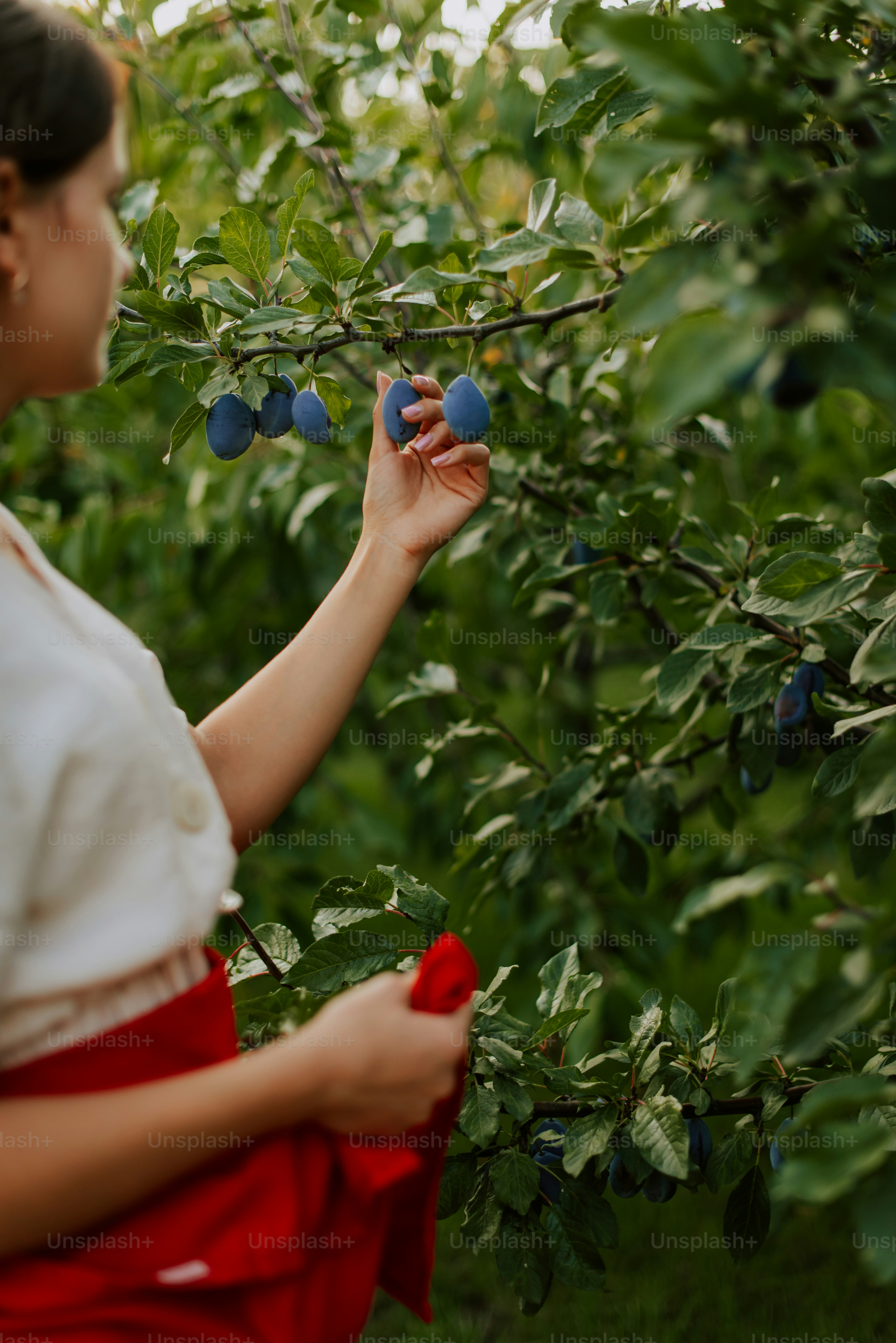 A woman picking berries off of a tree photo – Cottagecore Image on Unsplash