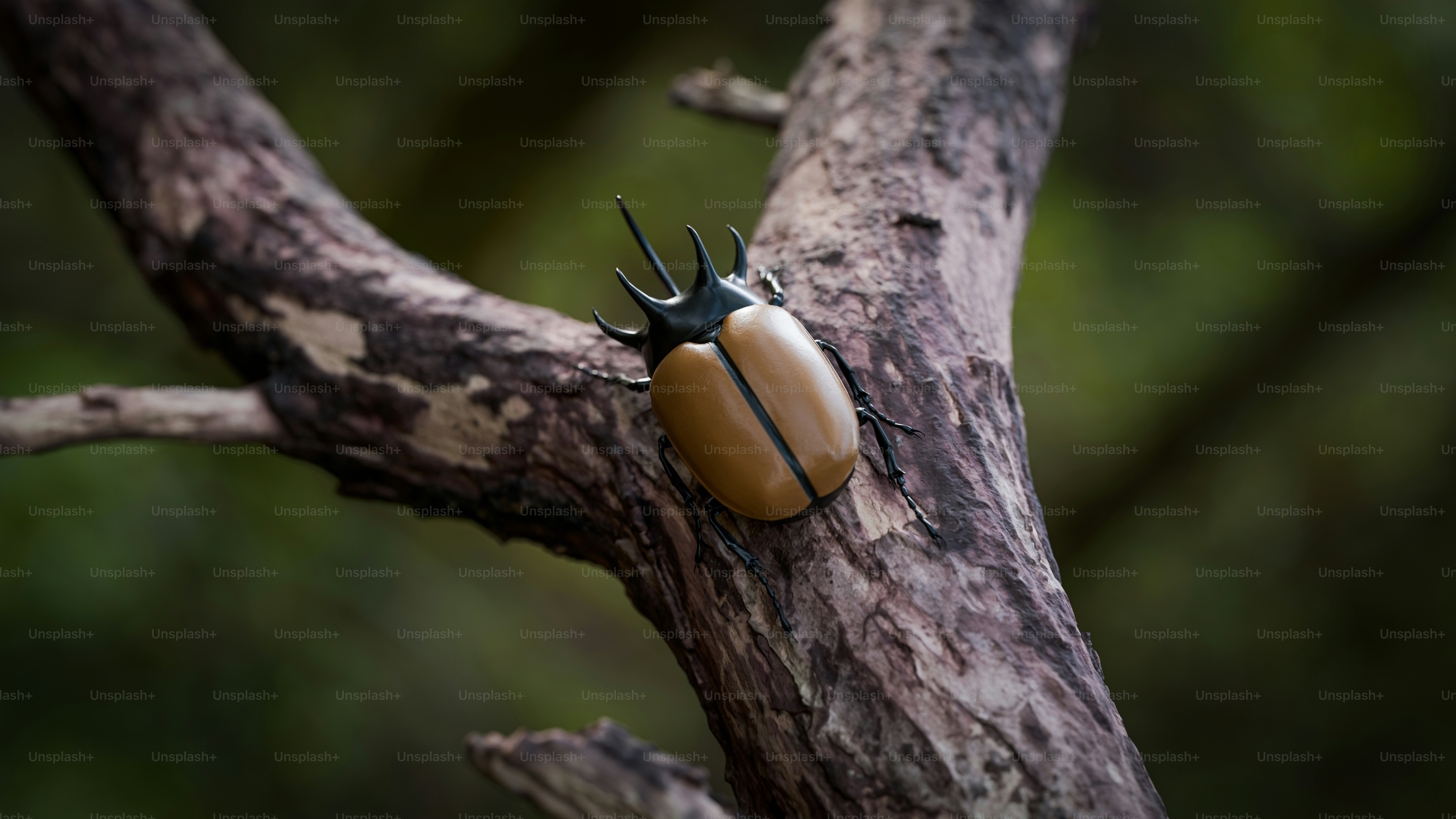 A bug crawling on top of a tree branch photo – Animal Image on Unsplash