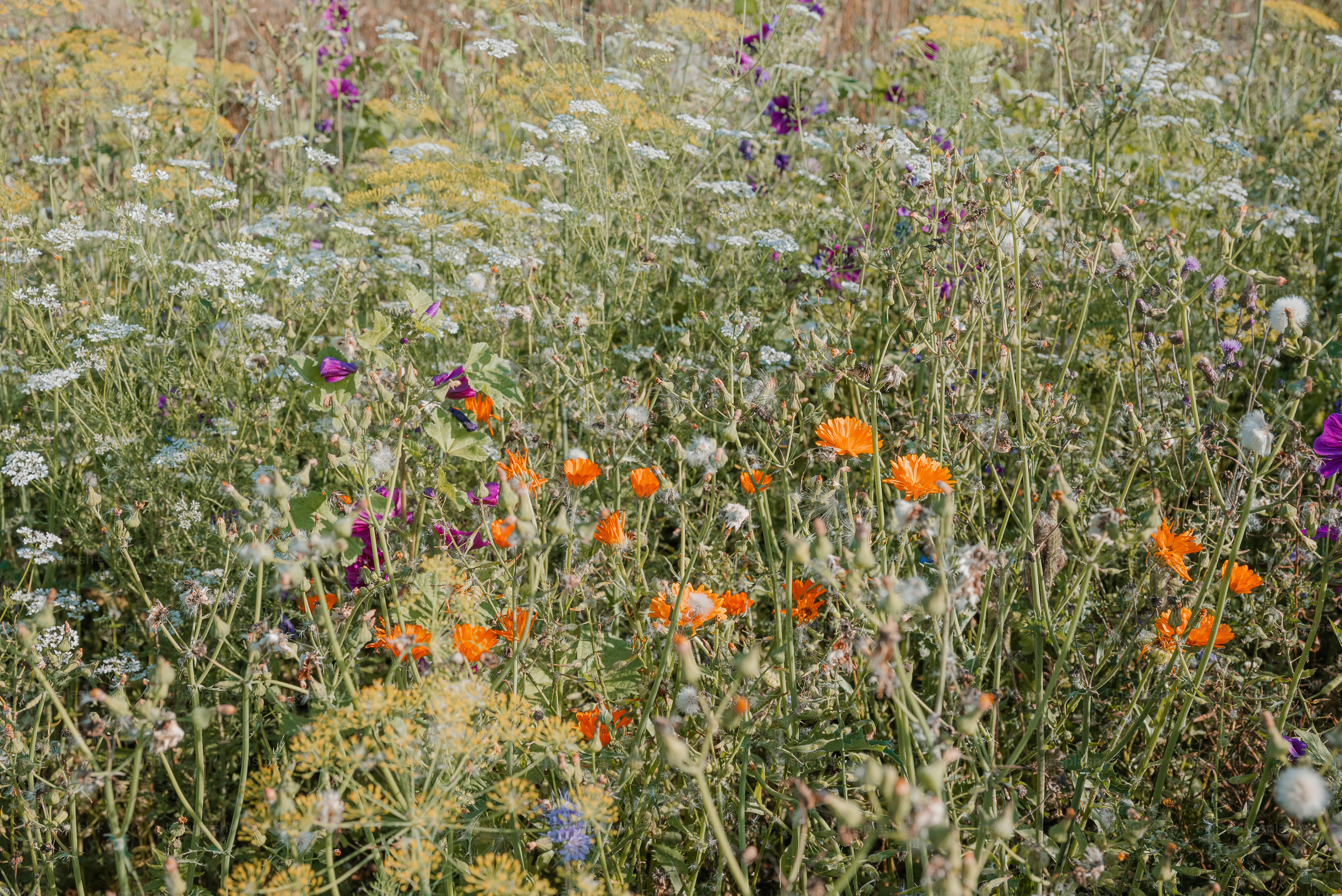 A field full of wildflowers and other flowers photo – Summer Image on ...