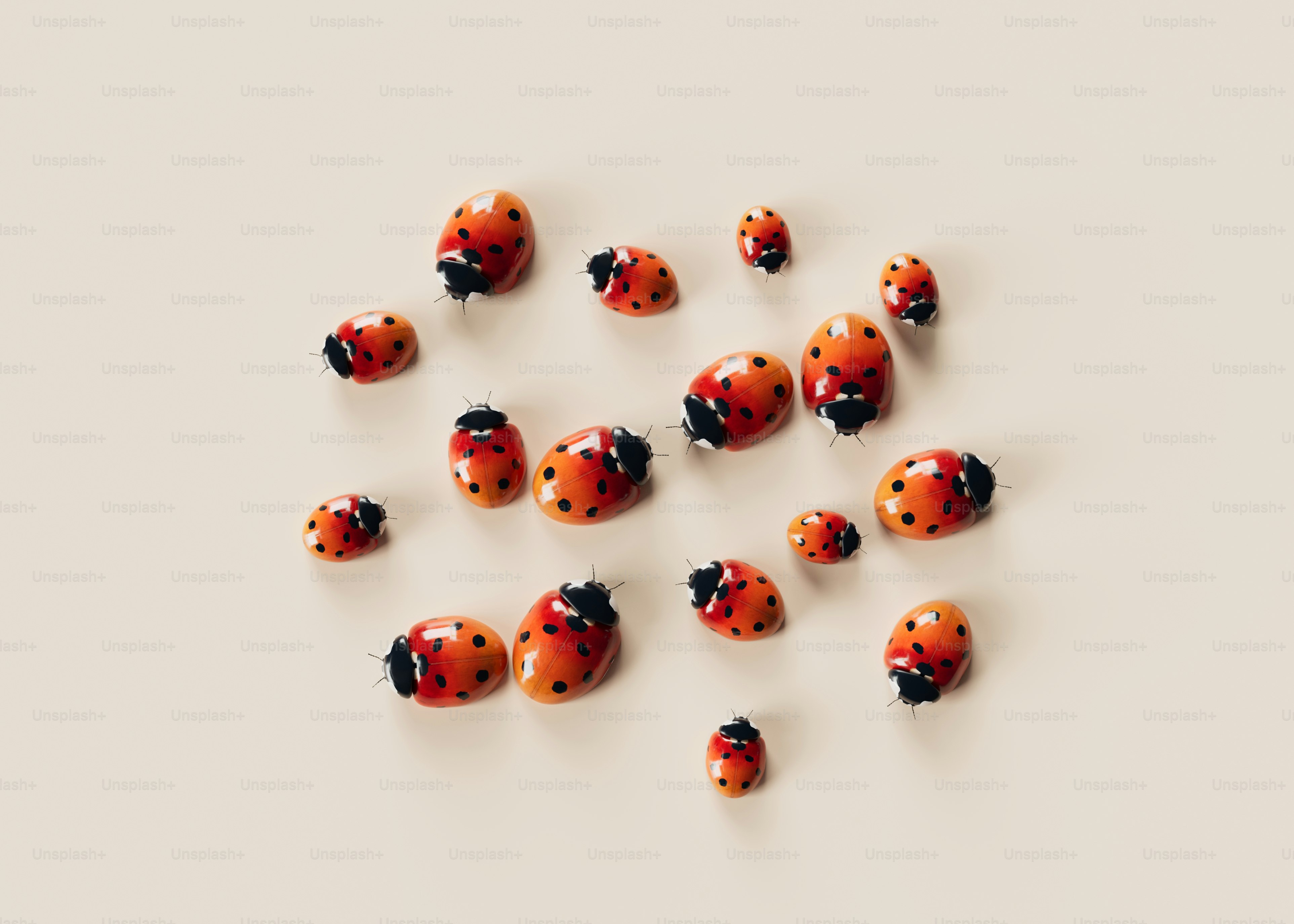 A group of ladybugs sitting on top of a table photo – Digital image ...