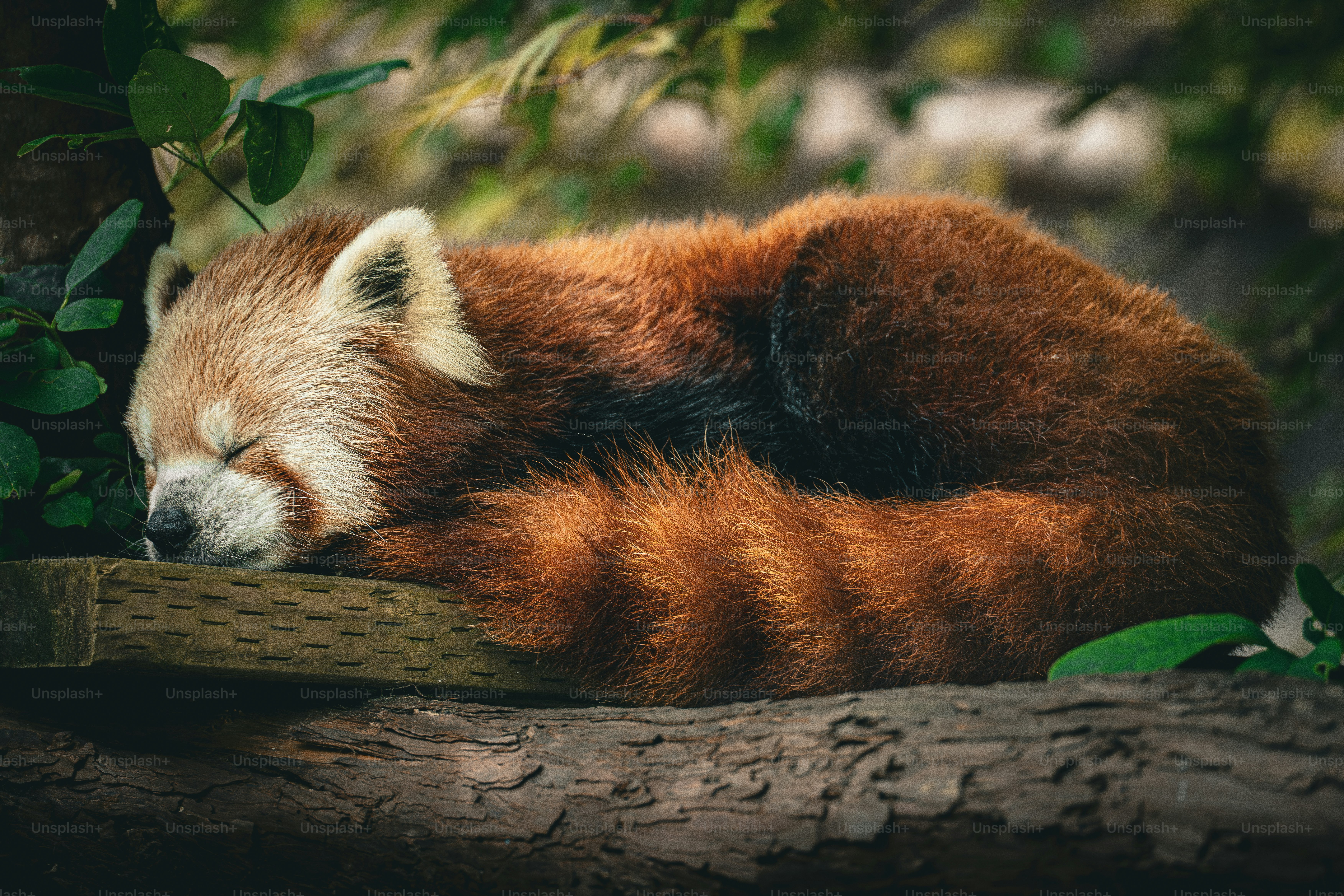 Un panda roux dormant sur une bûche photo – Image de Faune sur Unsplash