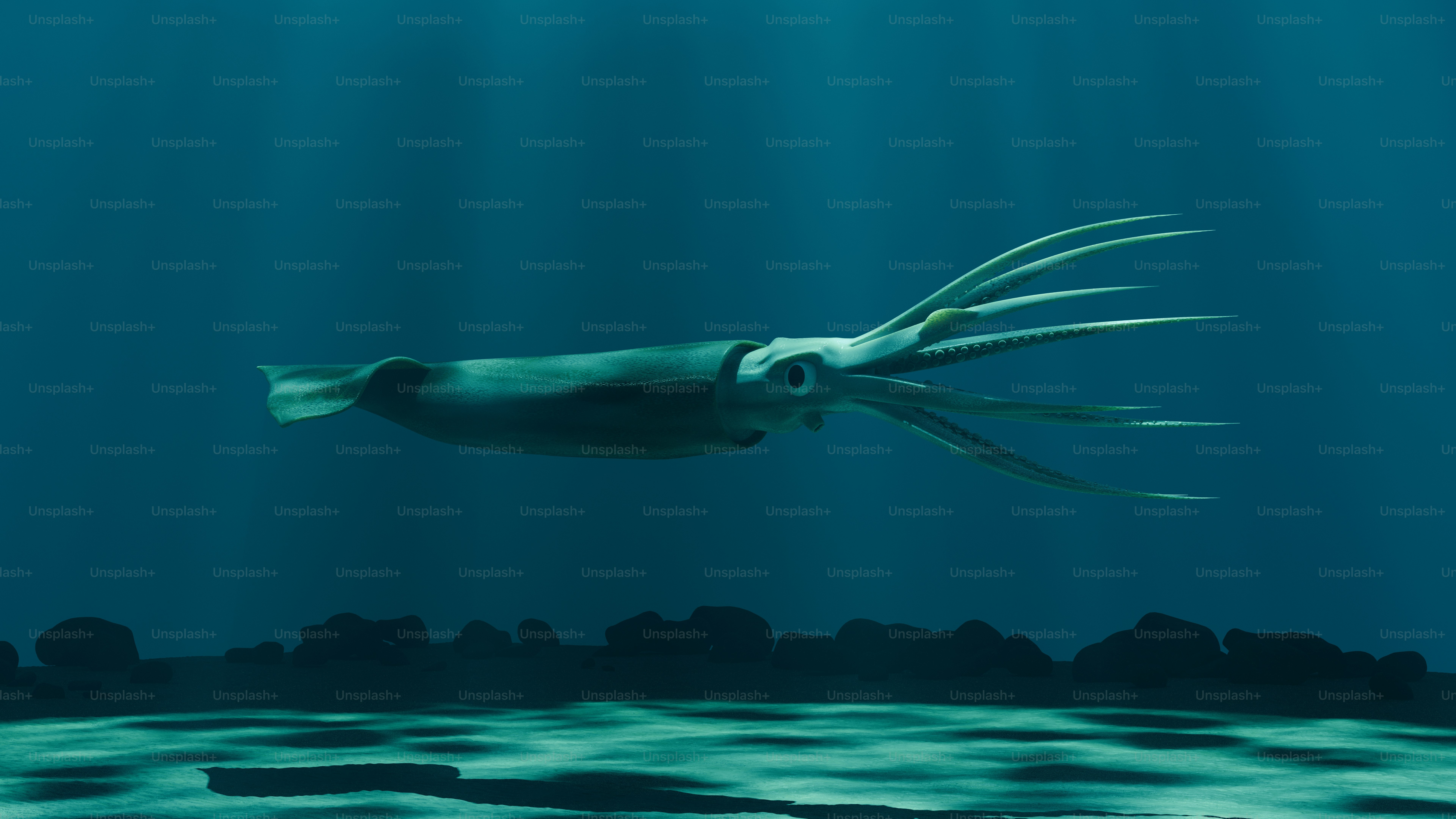 Un calamar nada en el océano foto – Imagen de Animal en Unsplash