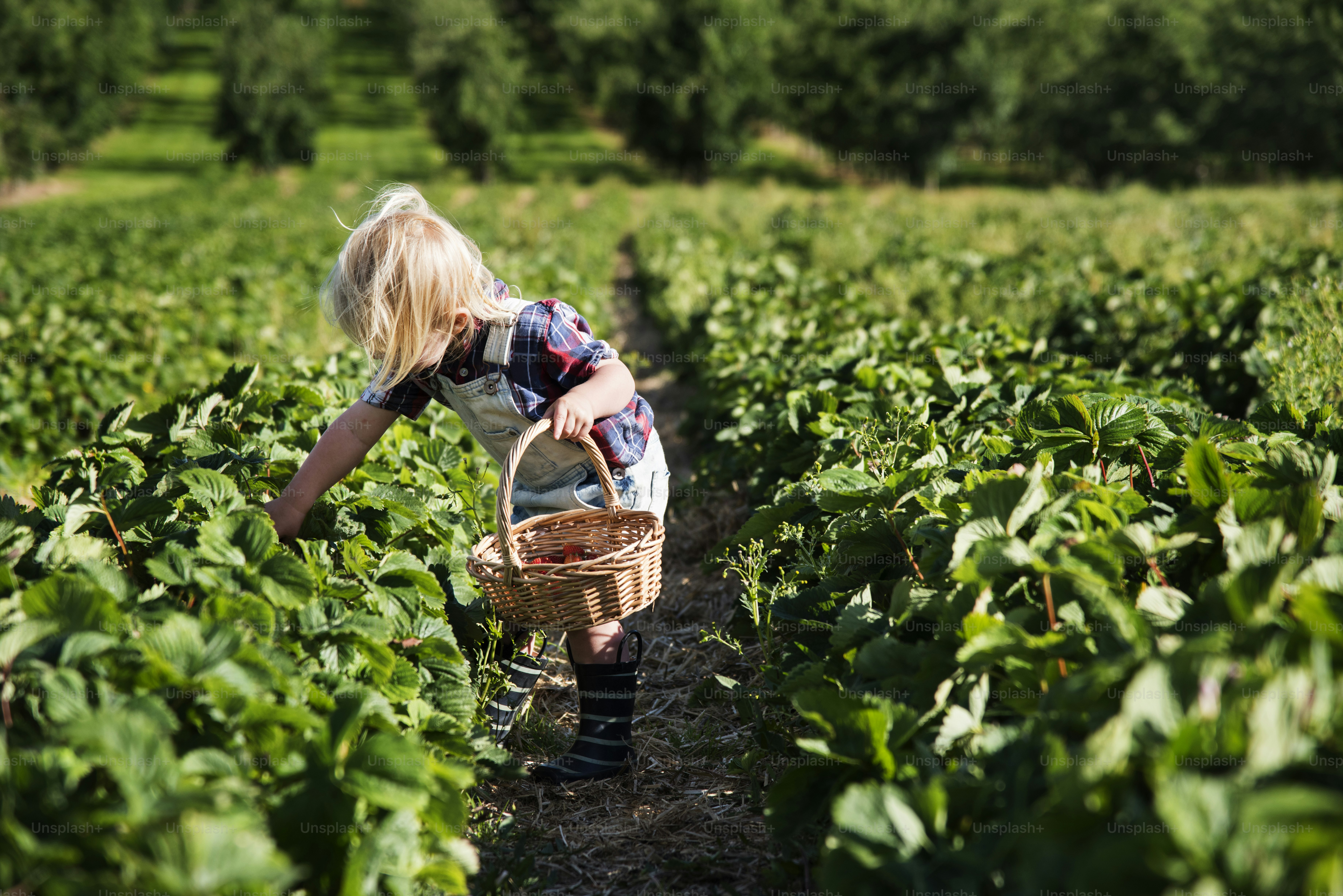 Cultivate Garden Nature Seasonal Growth Concept photo – Child Image on ...