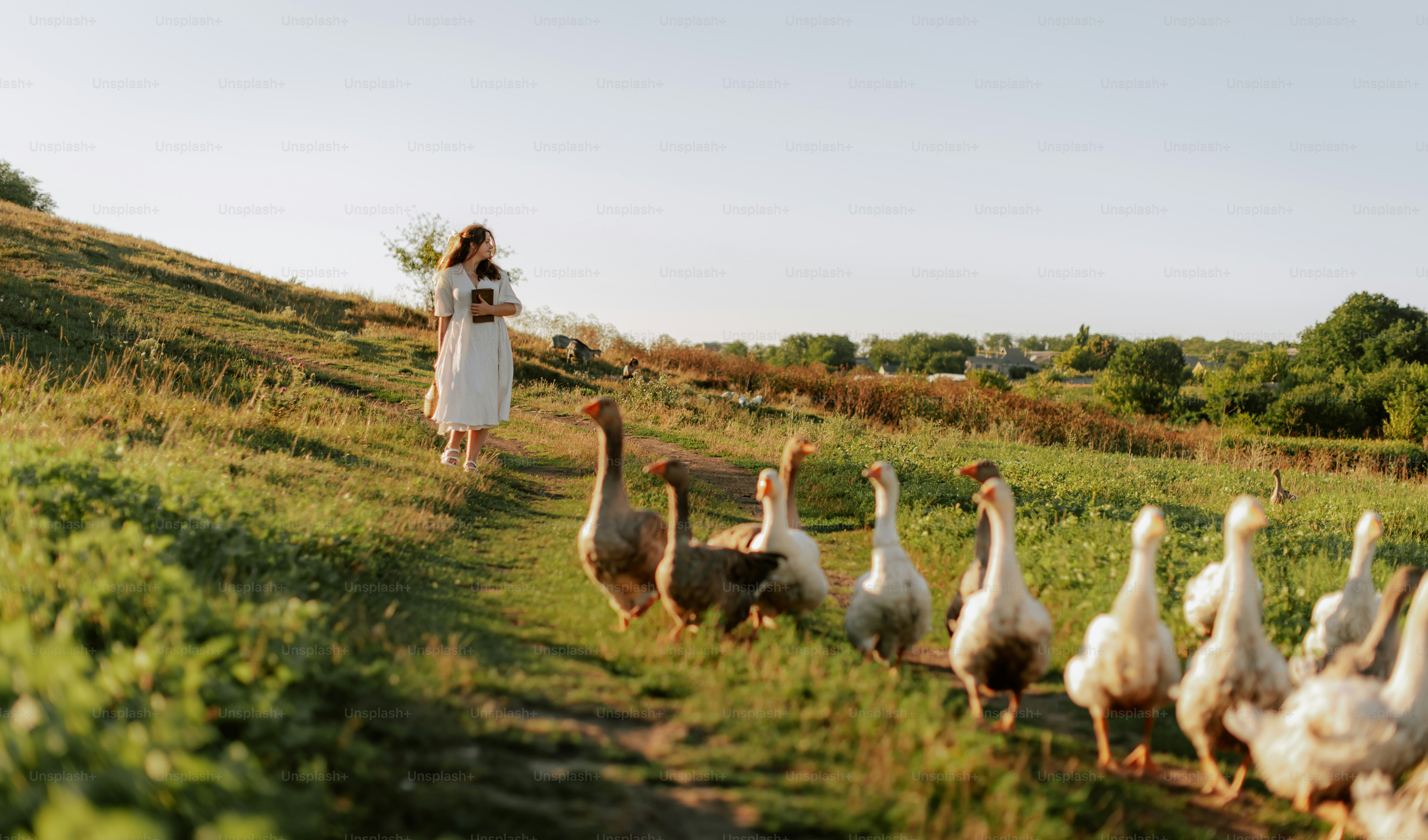 A woman in a white dress is walking behind a flock of geese photo ...