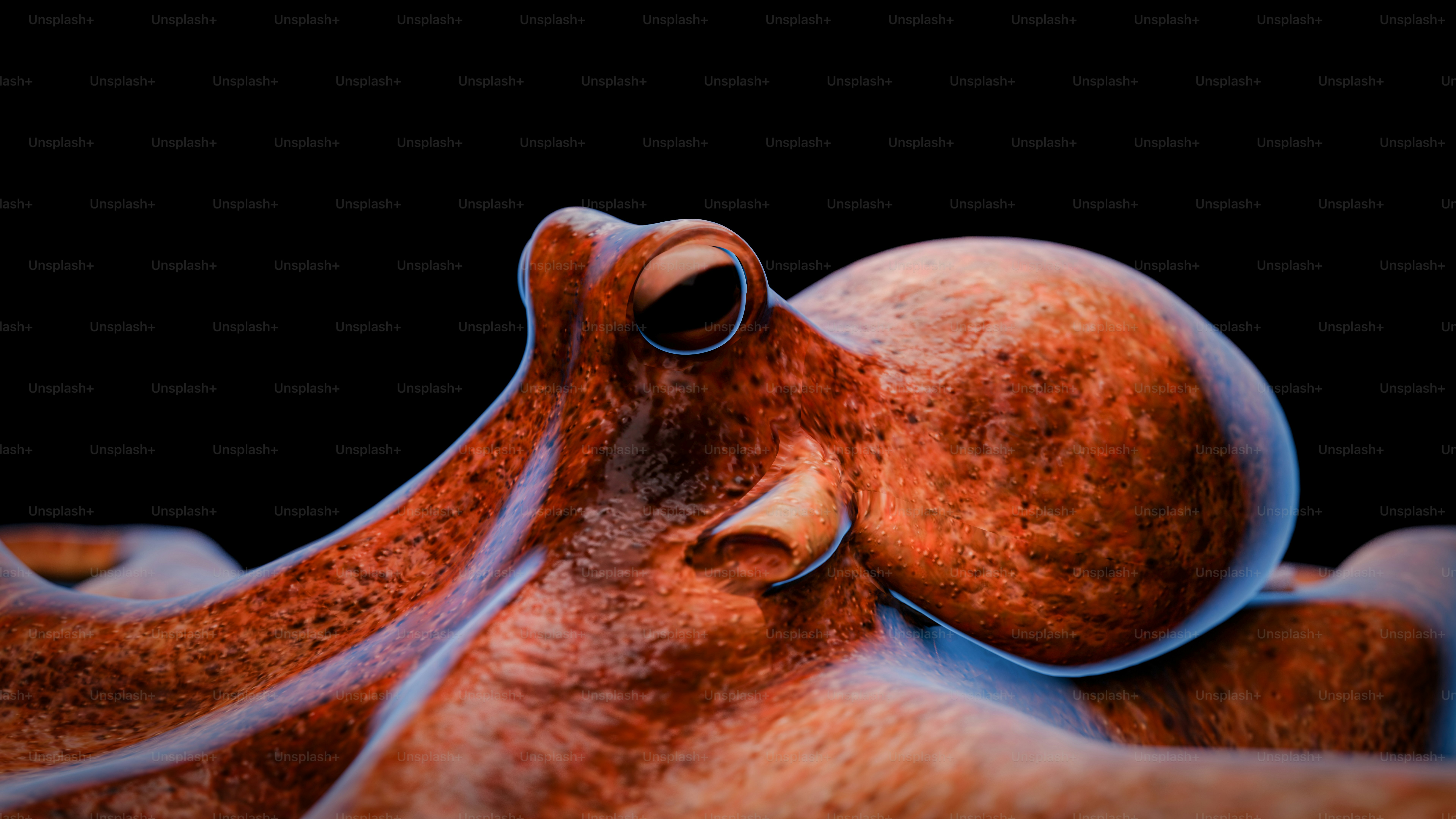 A close up of an octopus laying on the ground photo – Animal Image on ...