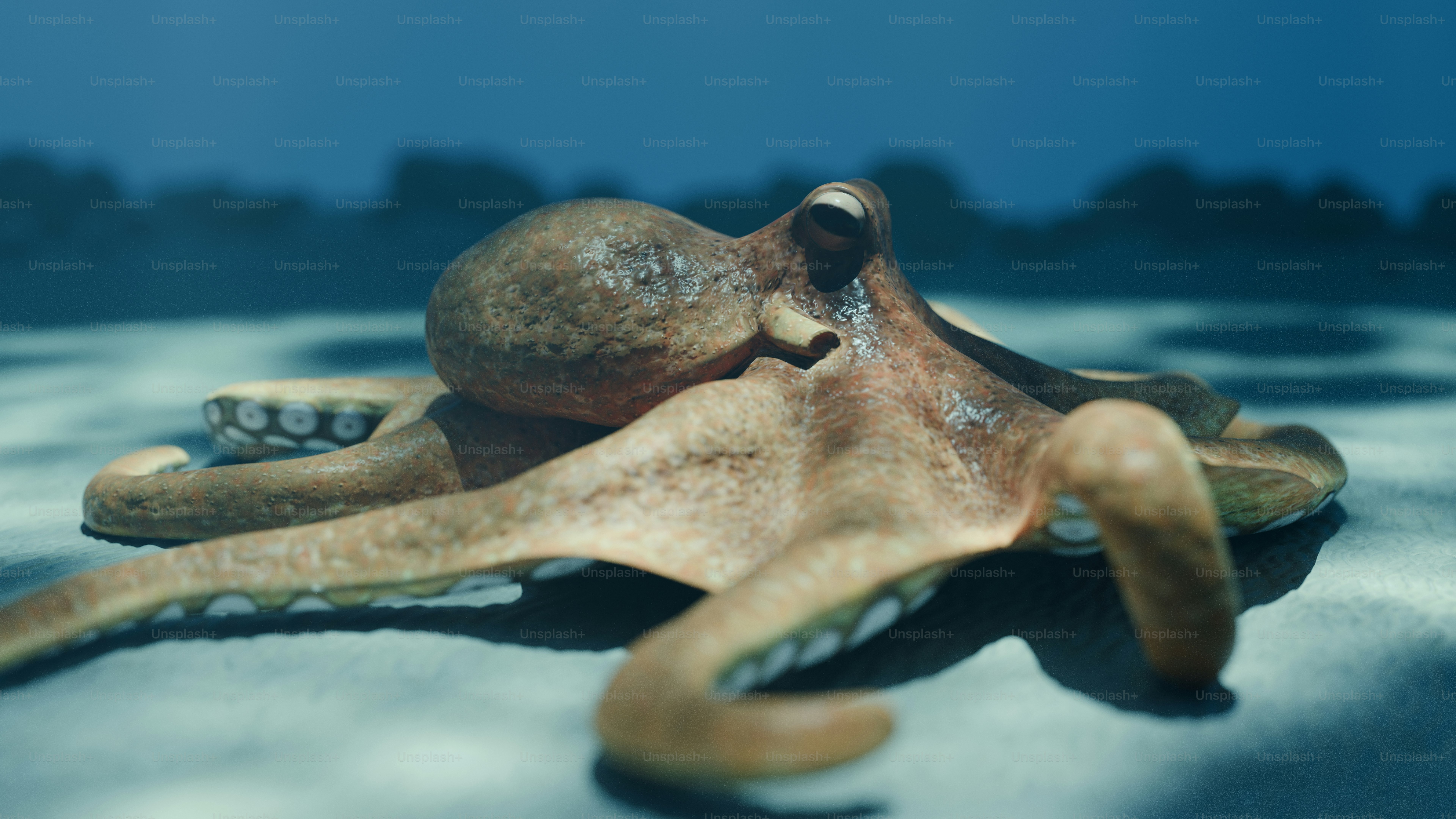 A close up of an octopus laying on the ground photo – Animal Image on ...