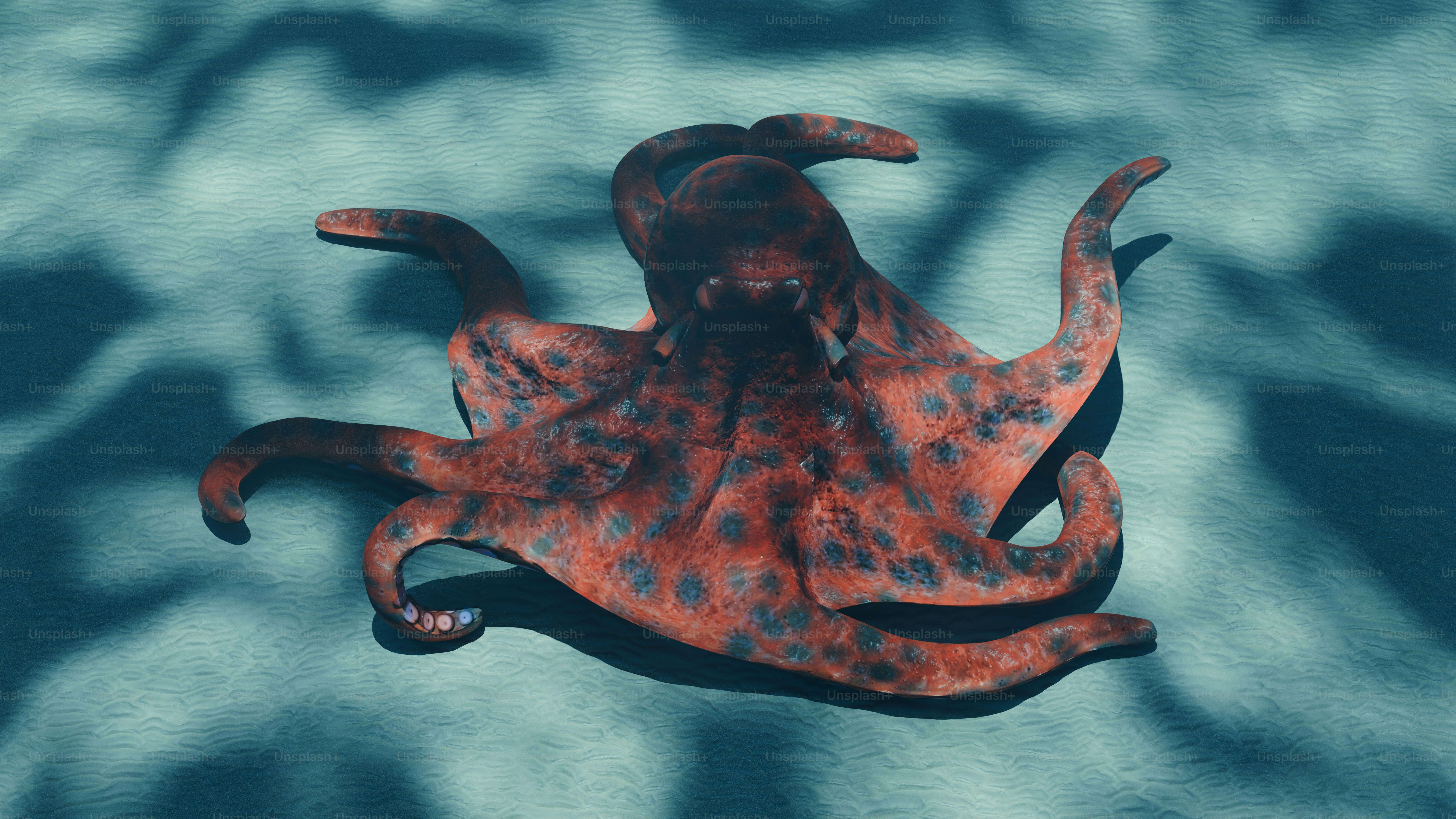 A red and black octopus floating on top of water photo – Octopus Image ...
