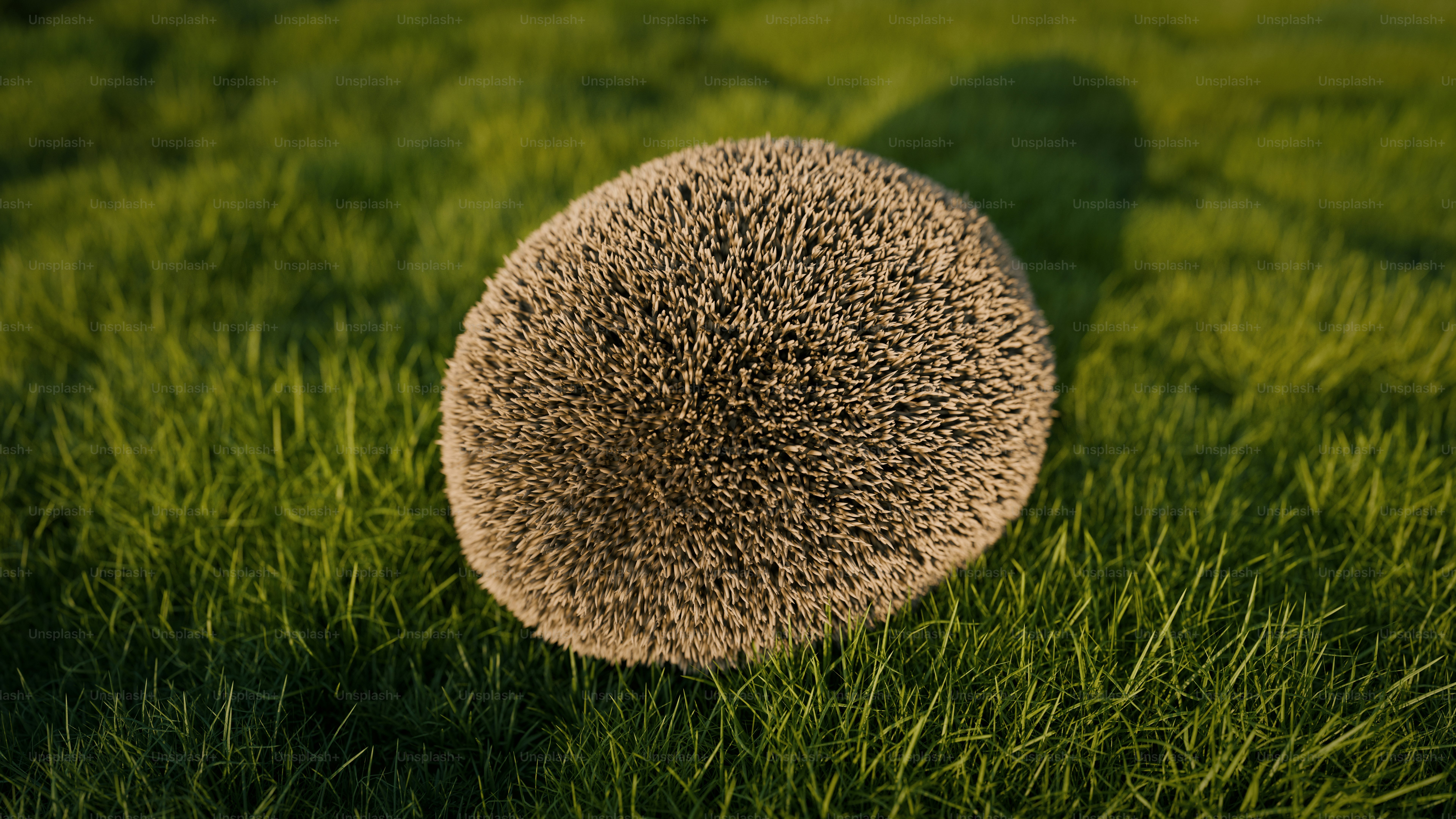 Bilder zum Thema IGEL | Kostenlose Bilder auf Unsplash herunterladen