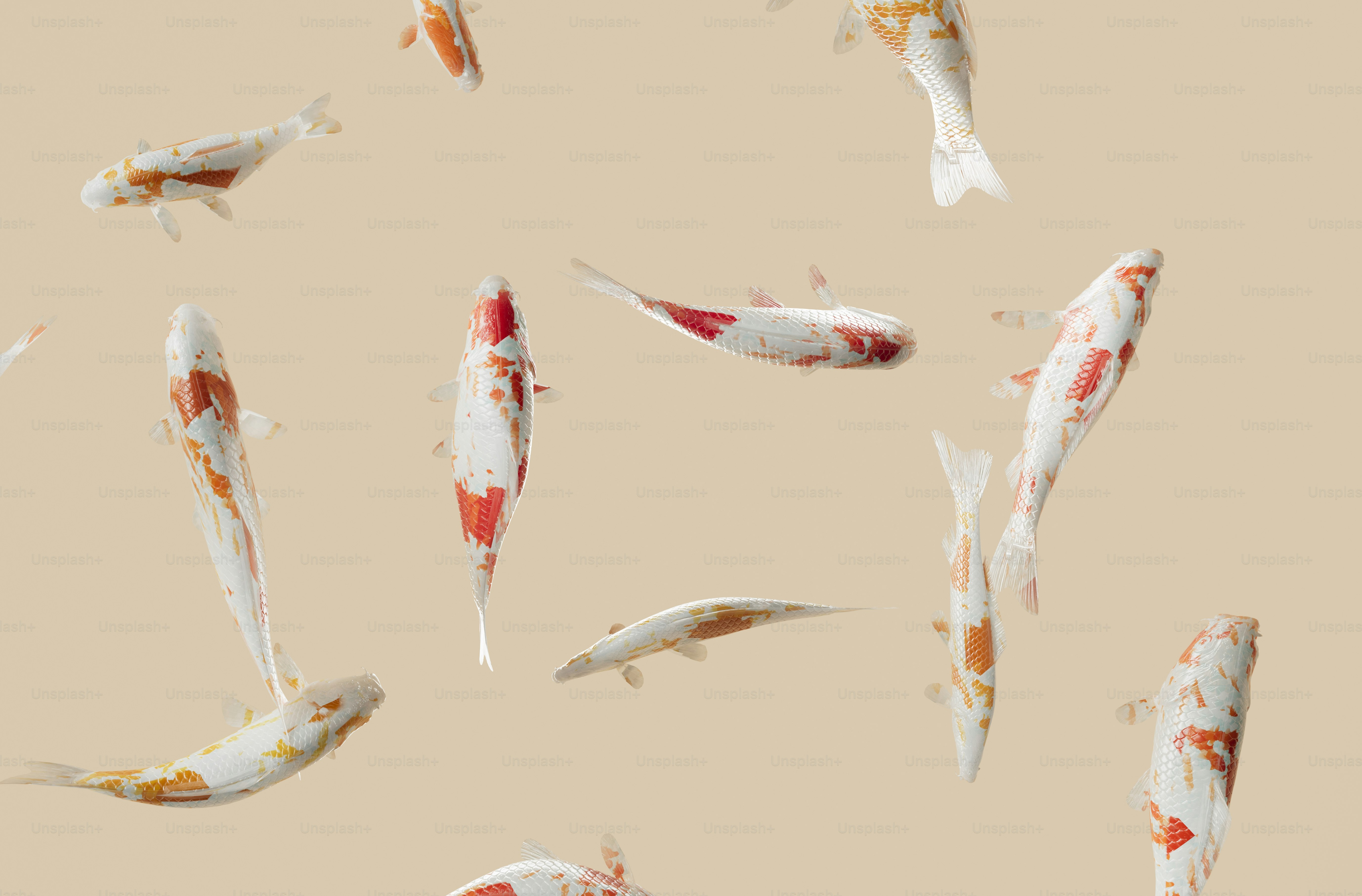 A fish that is swimming in the water photo – Animal Image on Unsplash