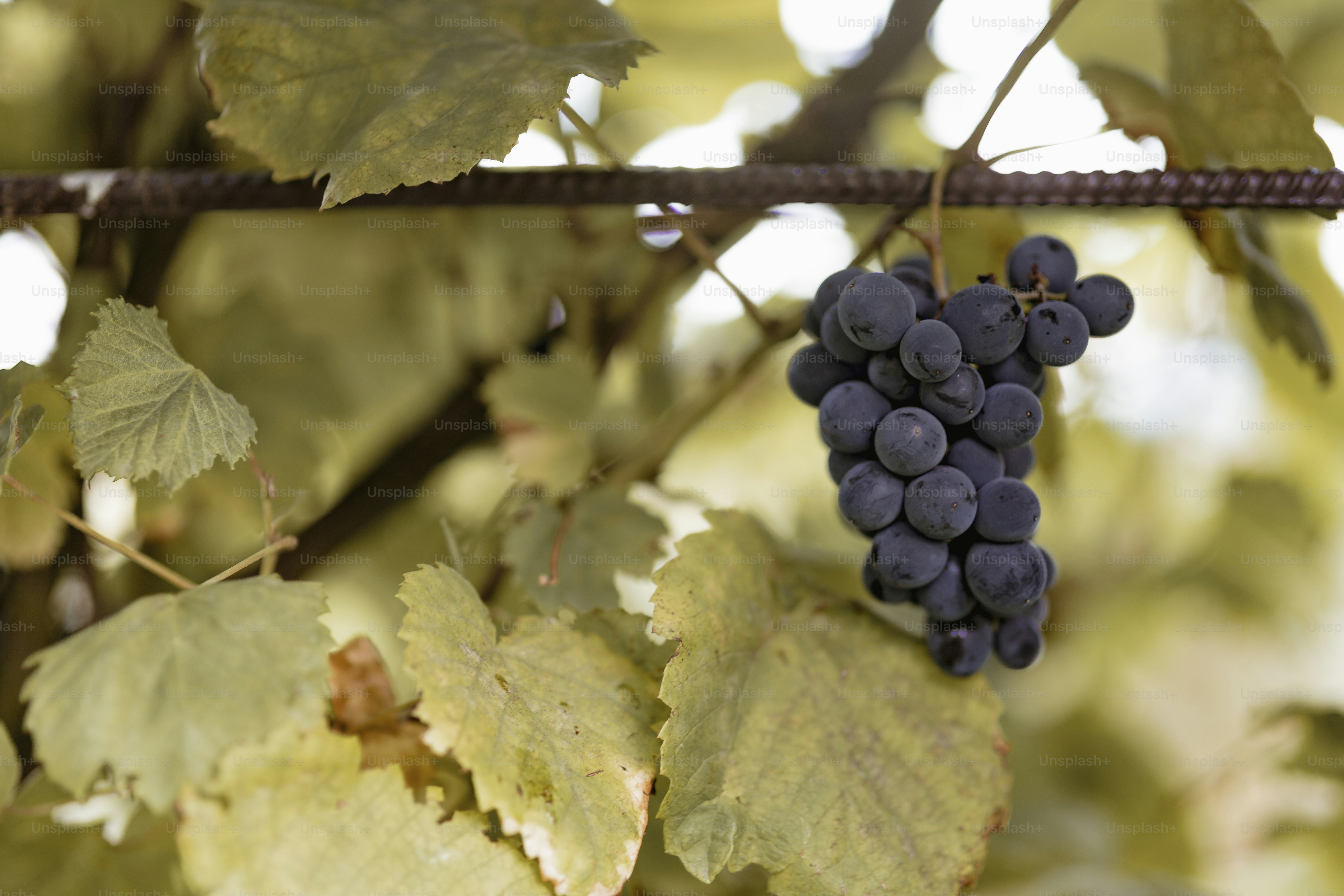 Grape Tree Pictures | Download Free Images on Unsplash