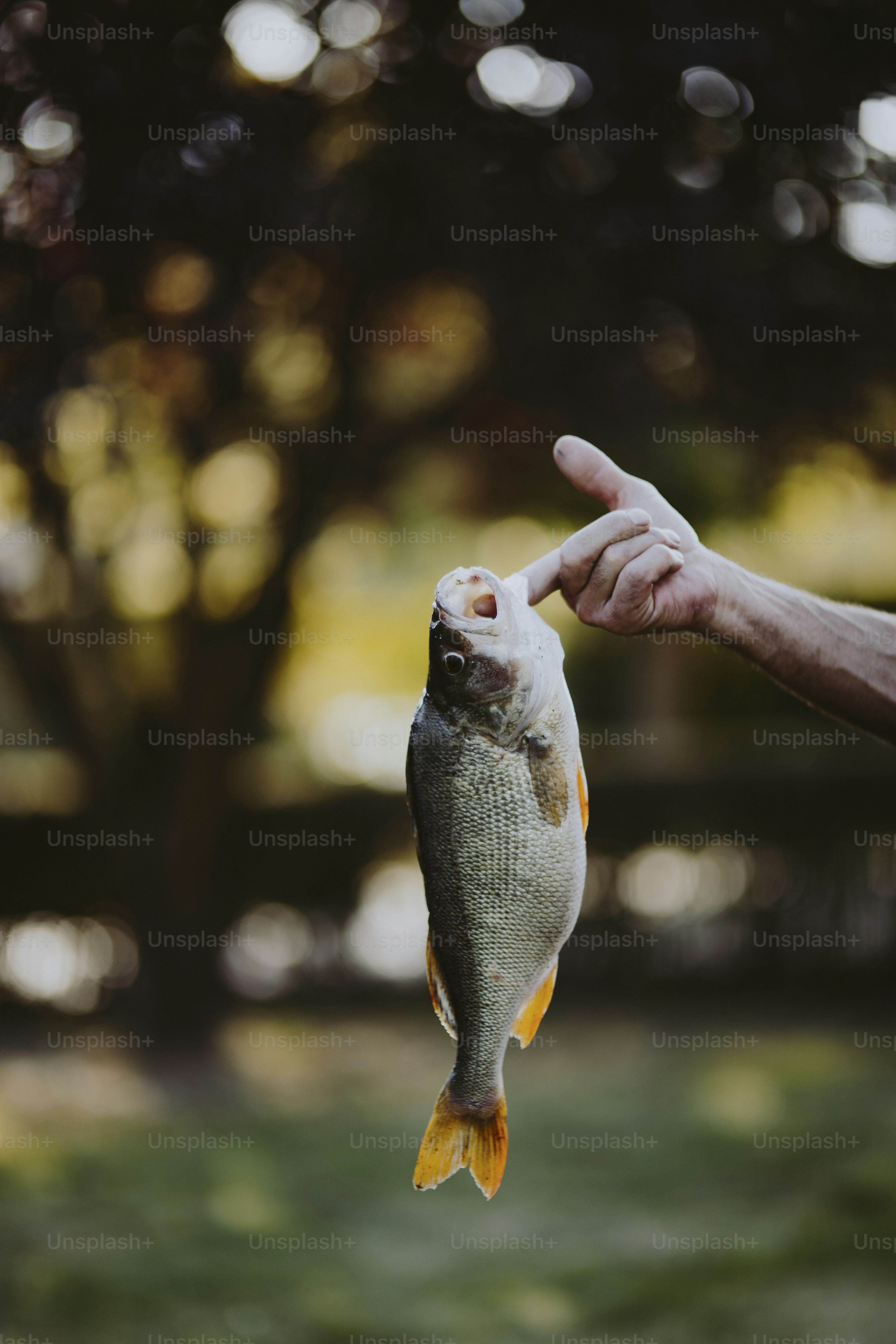 Fish hooked on a finger photo – Finger Image on Unsplash
