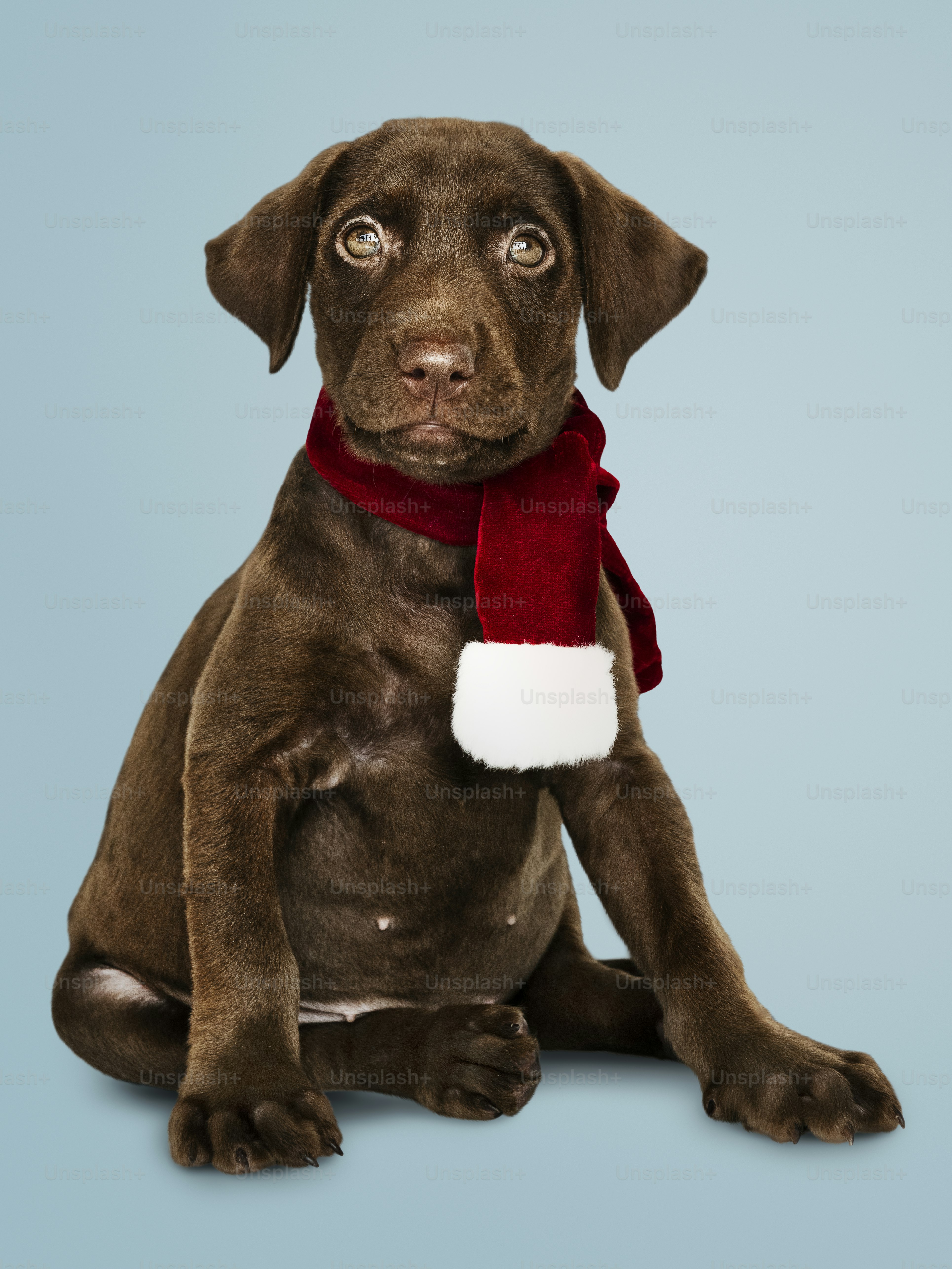 Portrait of a cute Labrador Retriever wearing a Christmas scarf photo ...