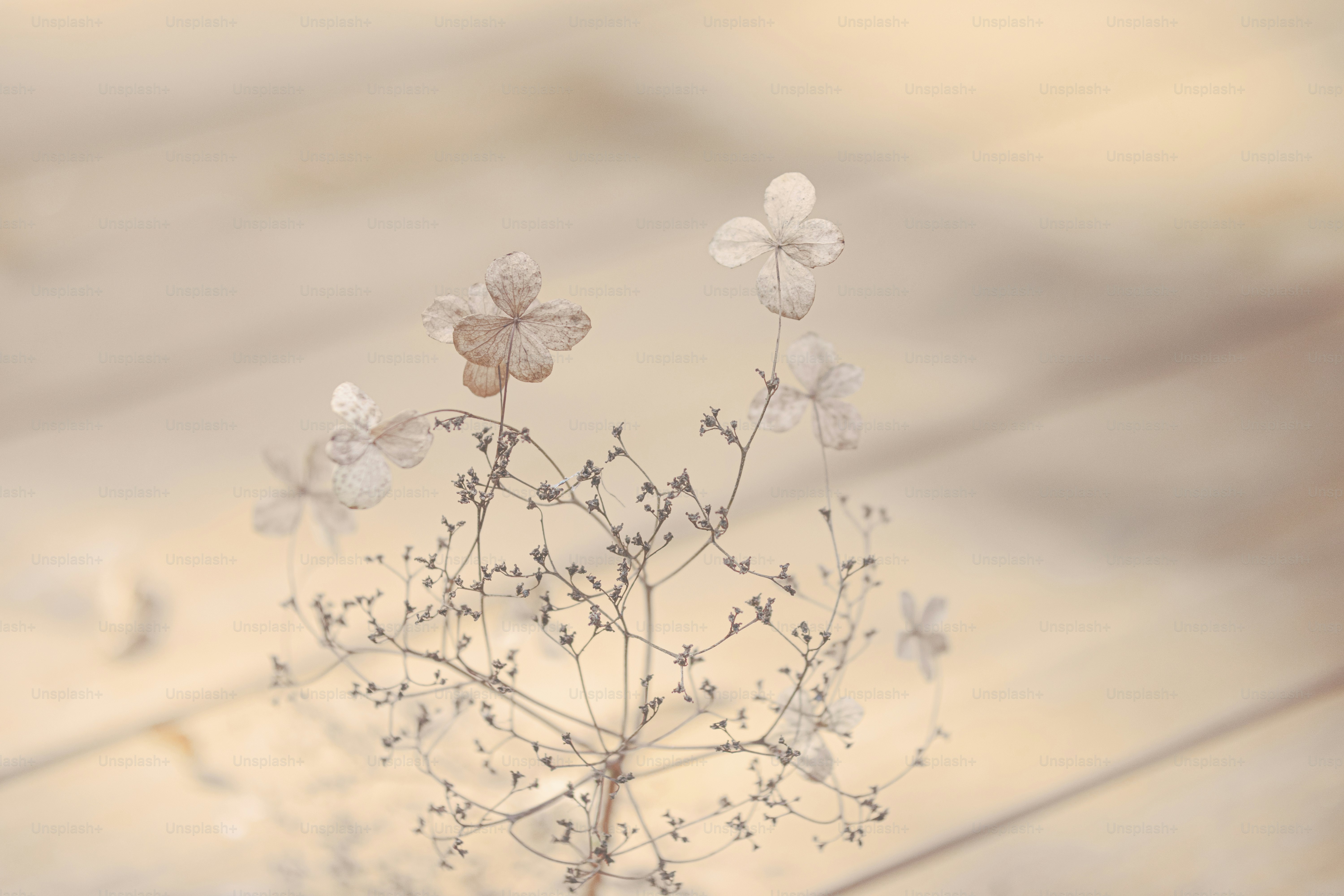 A close up of a flower on a table photo – Neutral aesthetic Image on ...