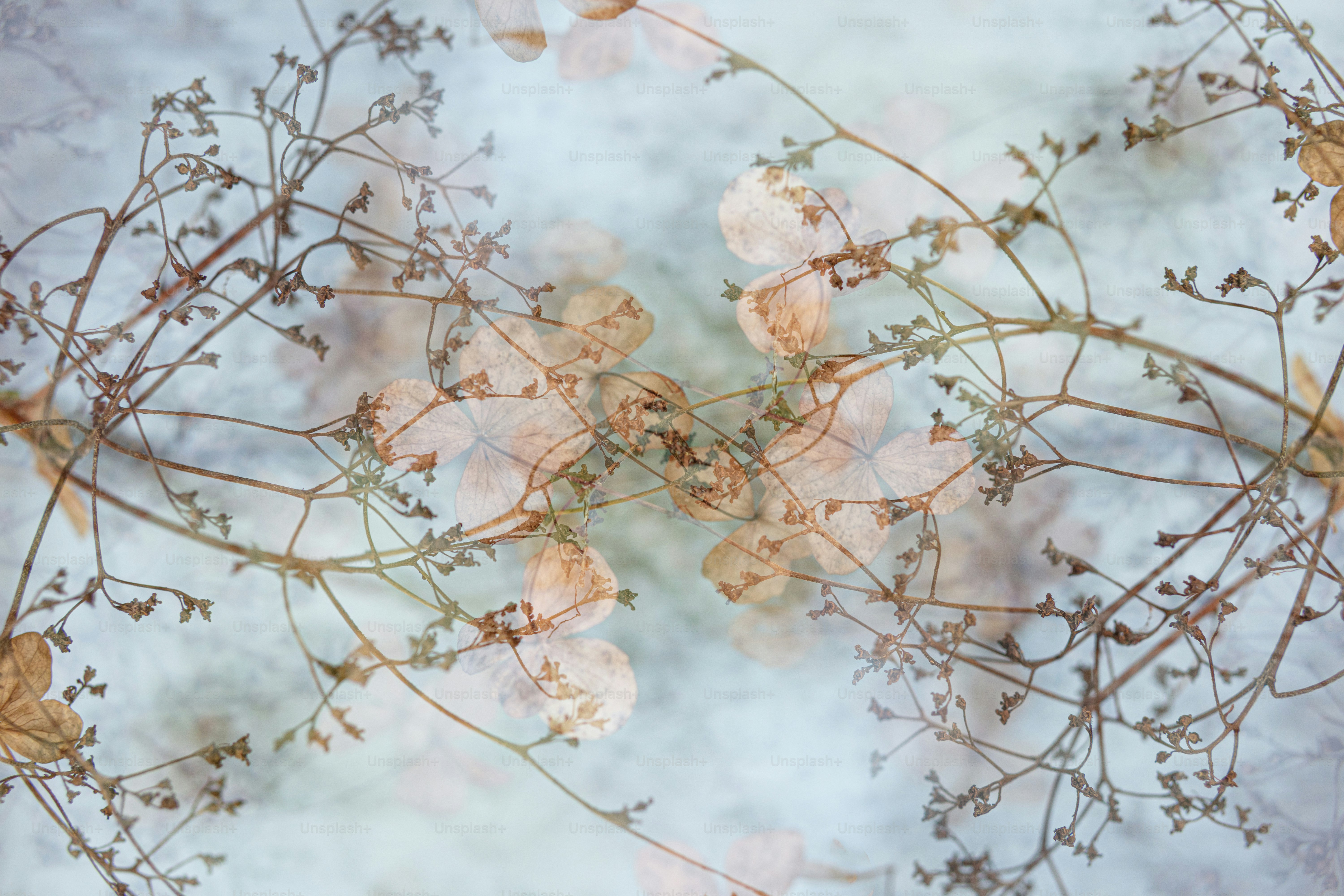 A close up of a flower on a table photo – Neutral aesthetic Image on ...