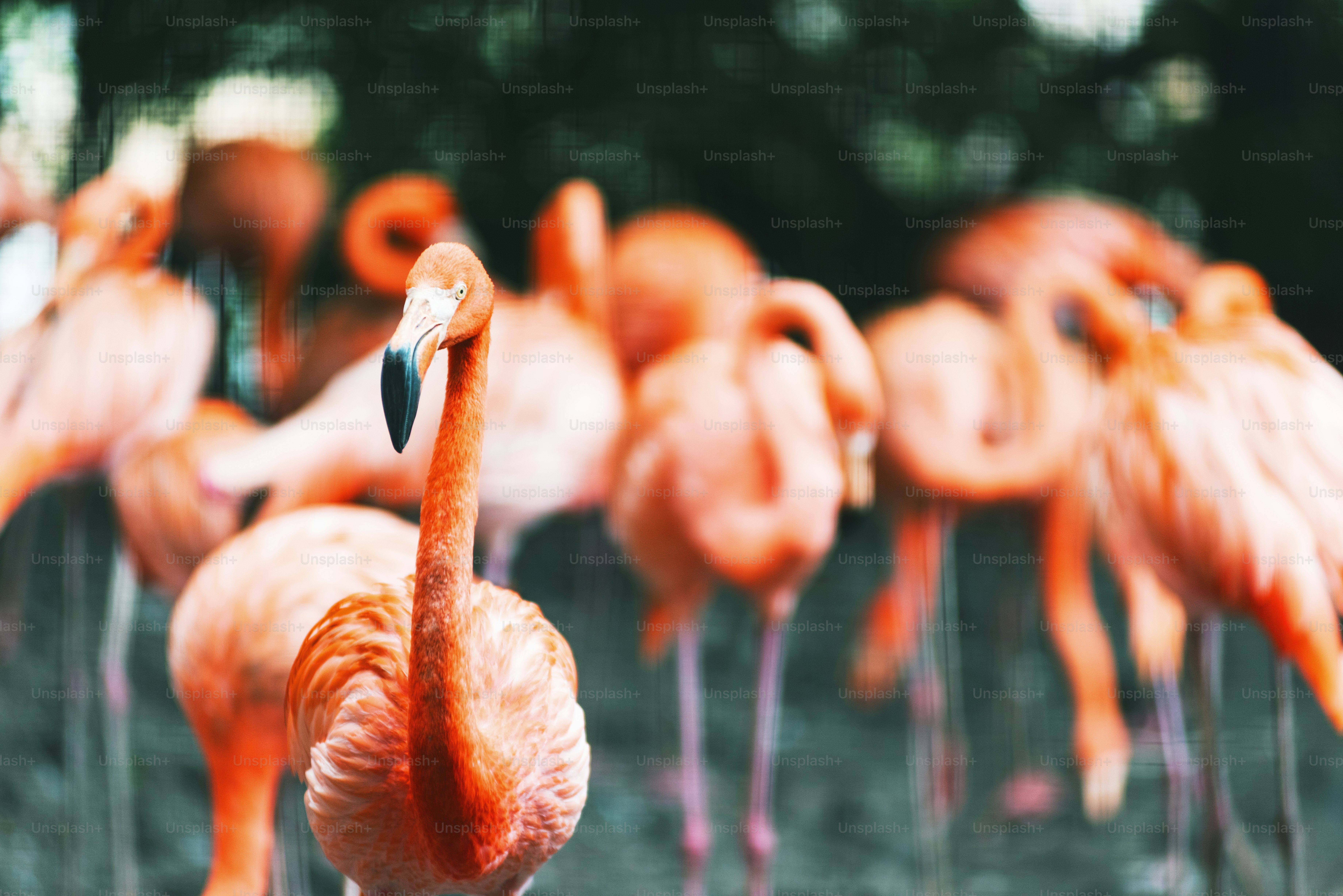 A group of flamingo gathered around photo – Animal Image on Unsplash