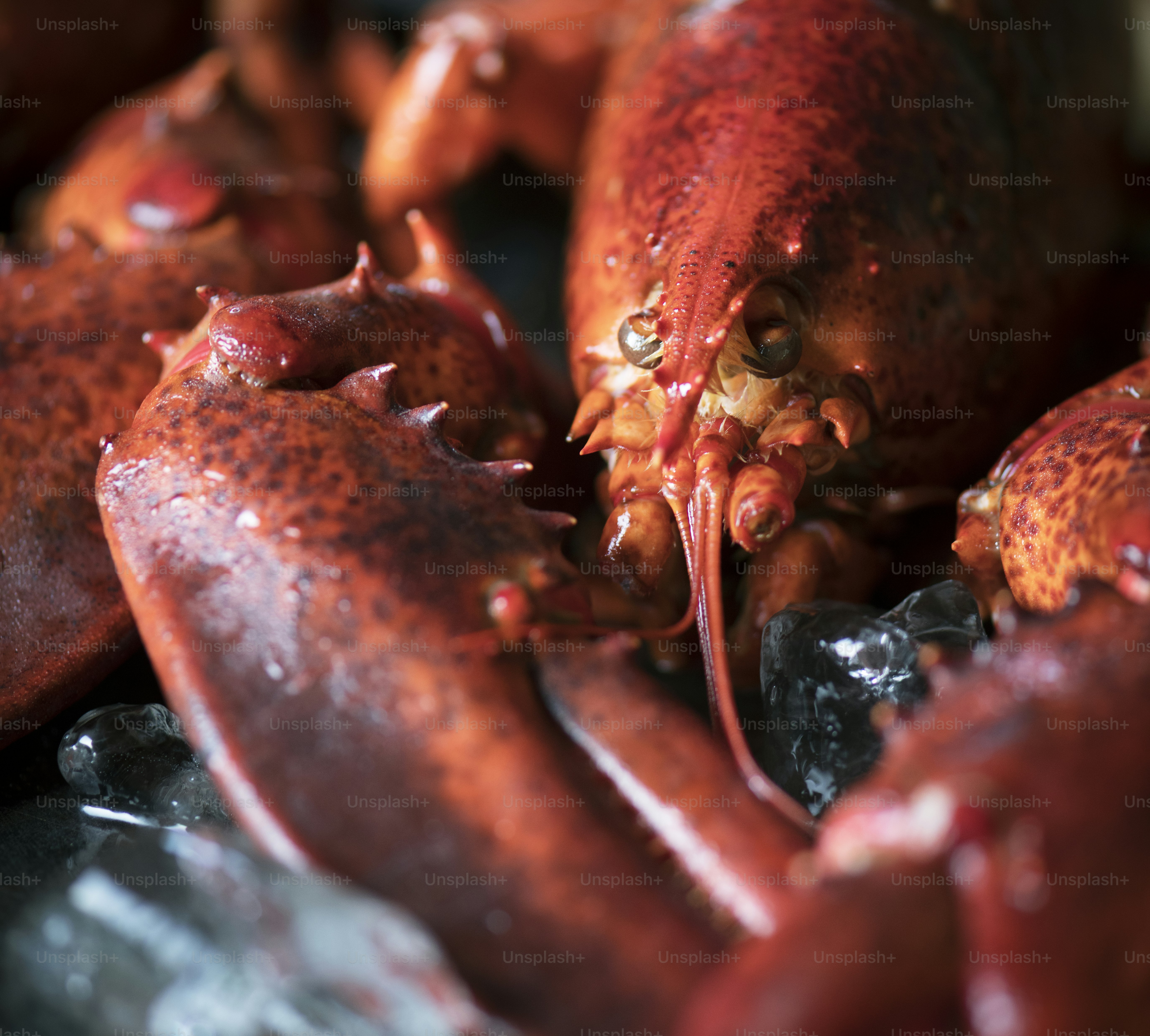 Rezeptidee für gekochte Hummer-Food-Fotografie Foto – Bild zum Thema ...