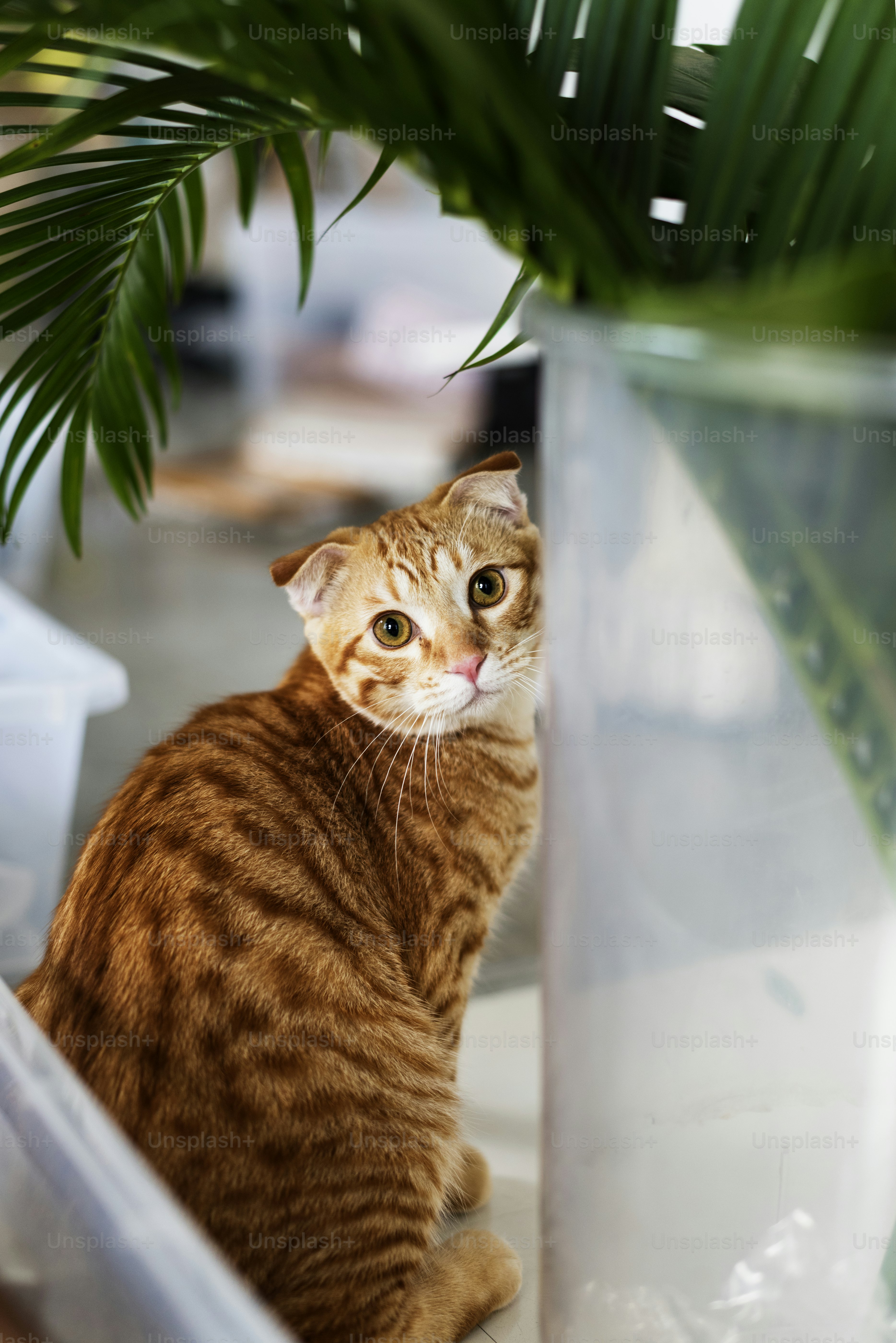 Closeup of an orange cat photo – Animal Image on Unsplash