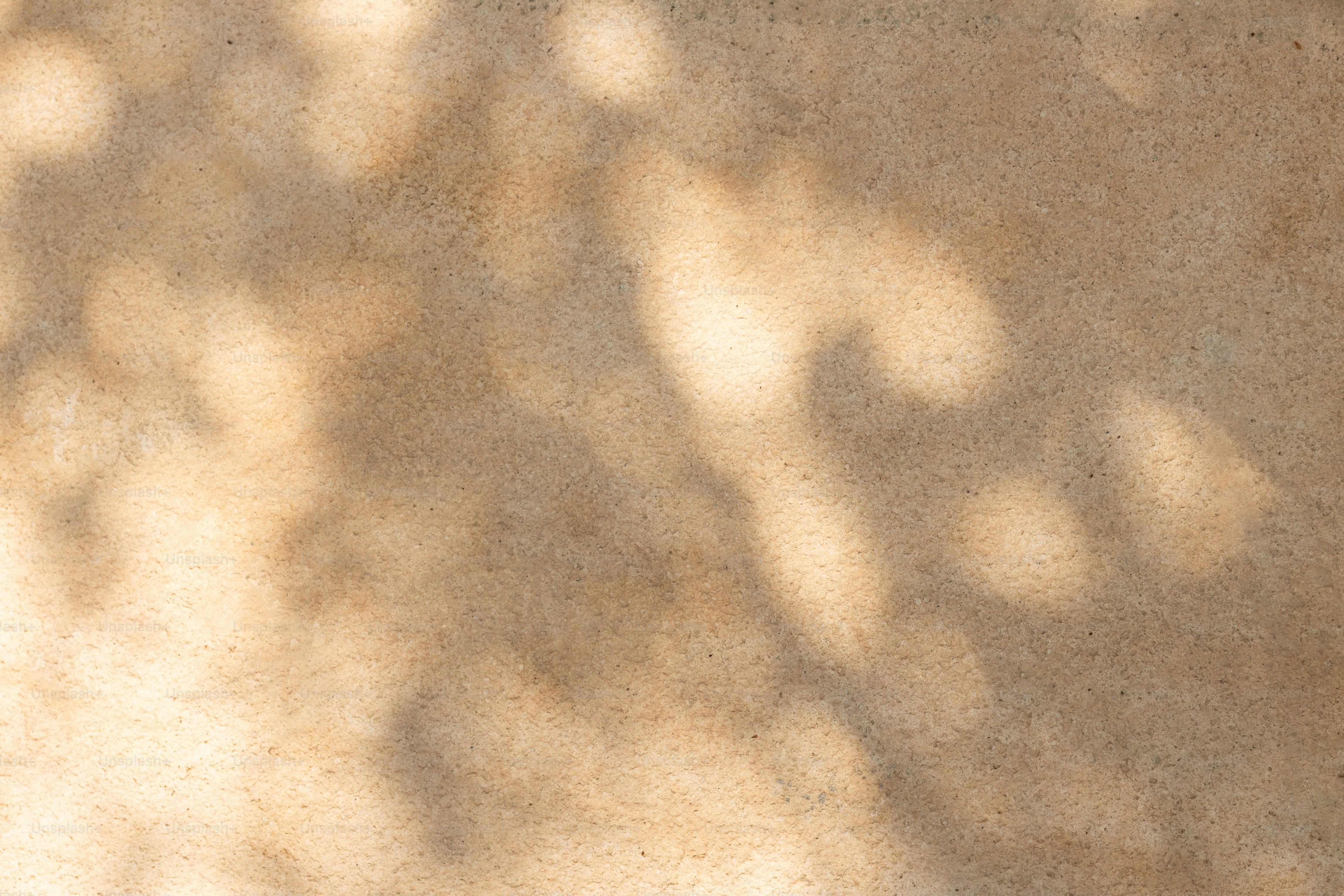 壁に描かれた木の影の写真 – Unsplashの自然の画像