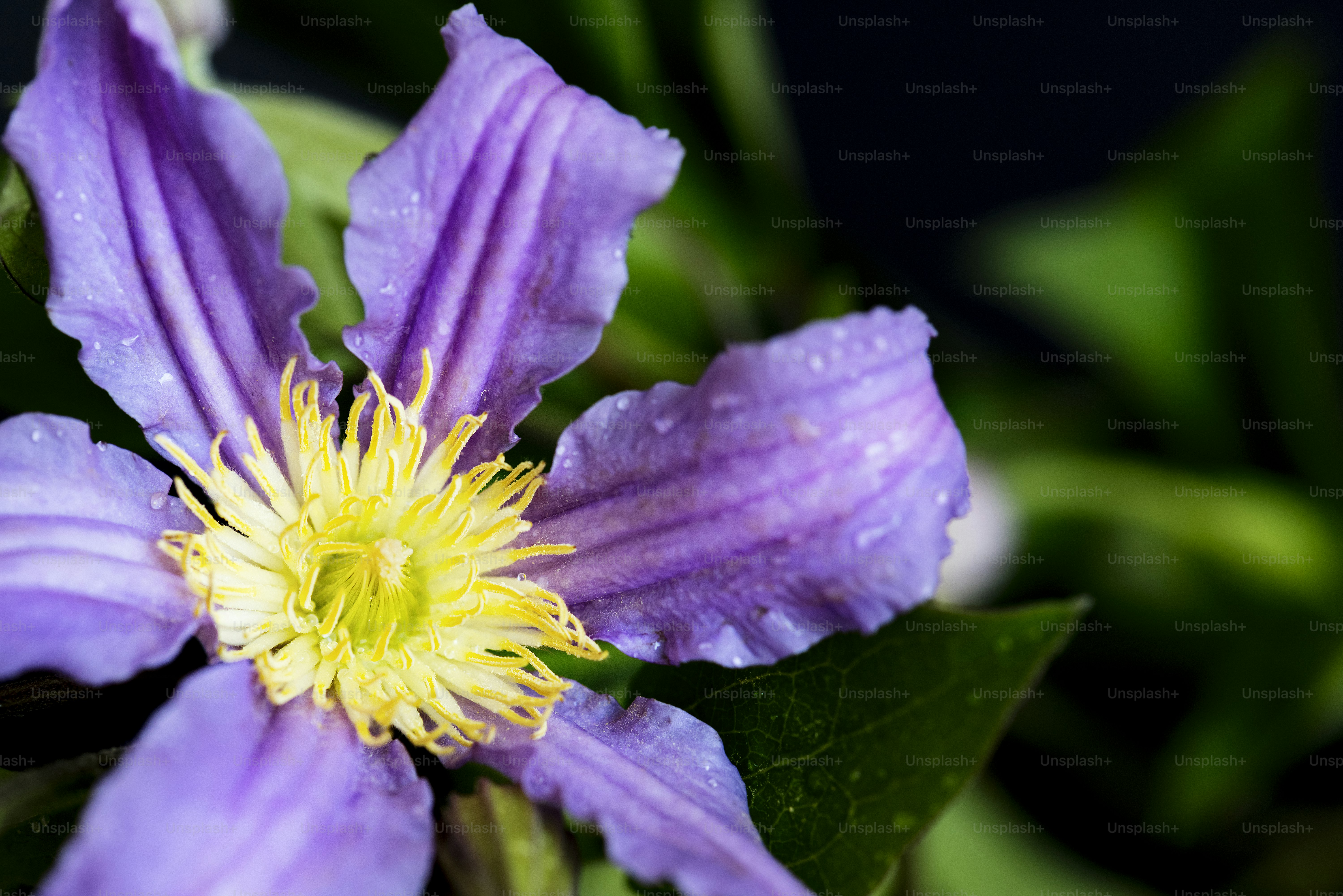 Close up of flower in the garden photo – Flower Image on Unsplash