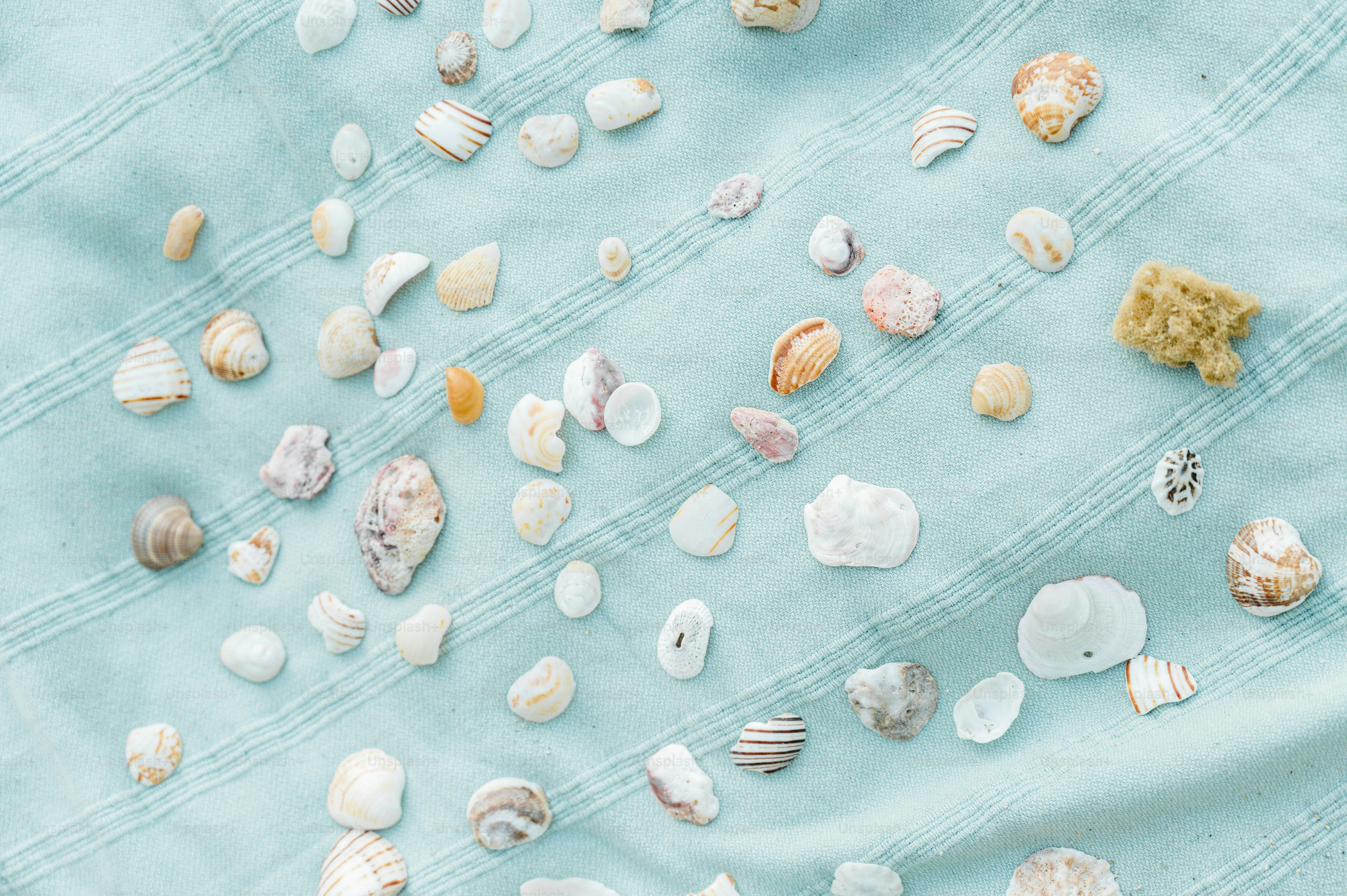 A bunch of sea shells on a blue towel photo – Background Image on Unsplash