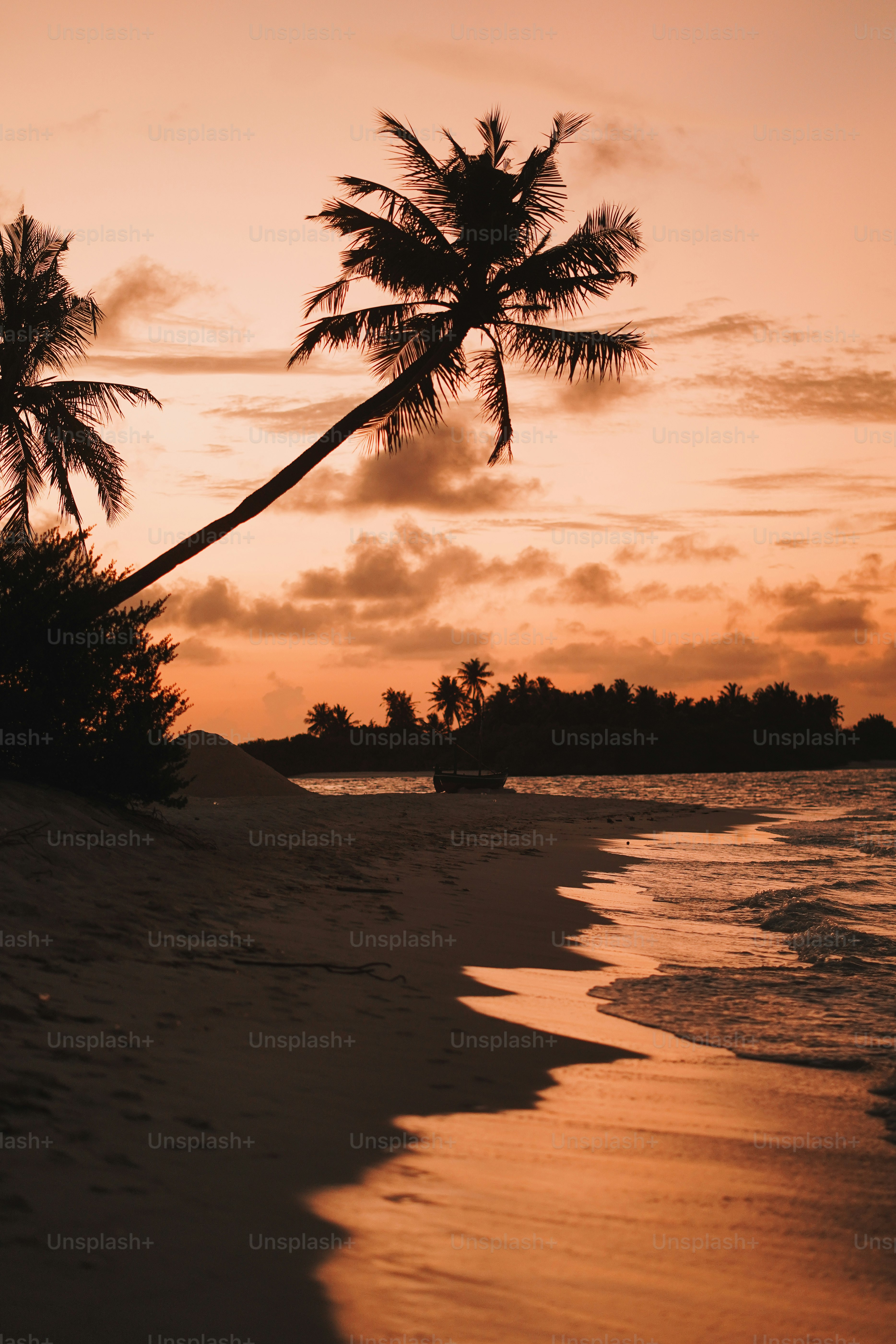 A palm tree on a beach at sunset photo – Beach Image on Unsplash
