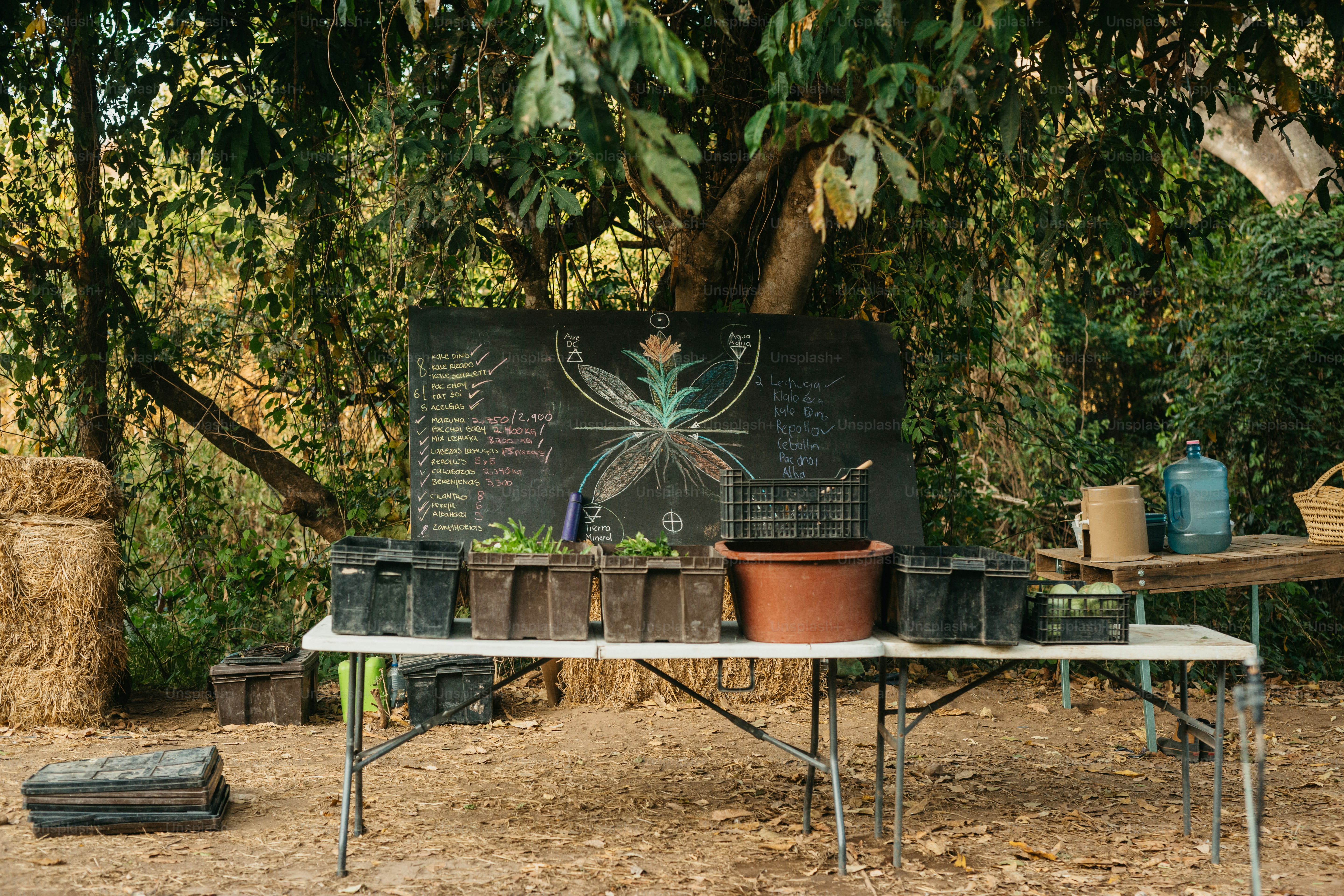 A picnic table with a chalkboard and potted plants photo – Vegetable ...
